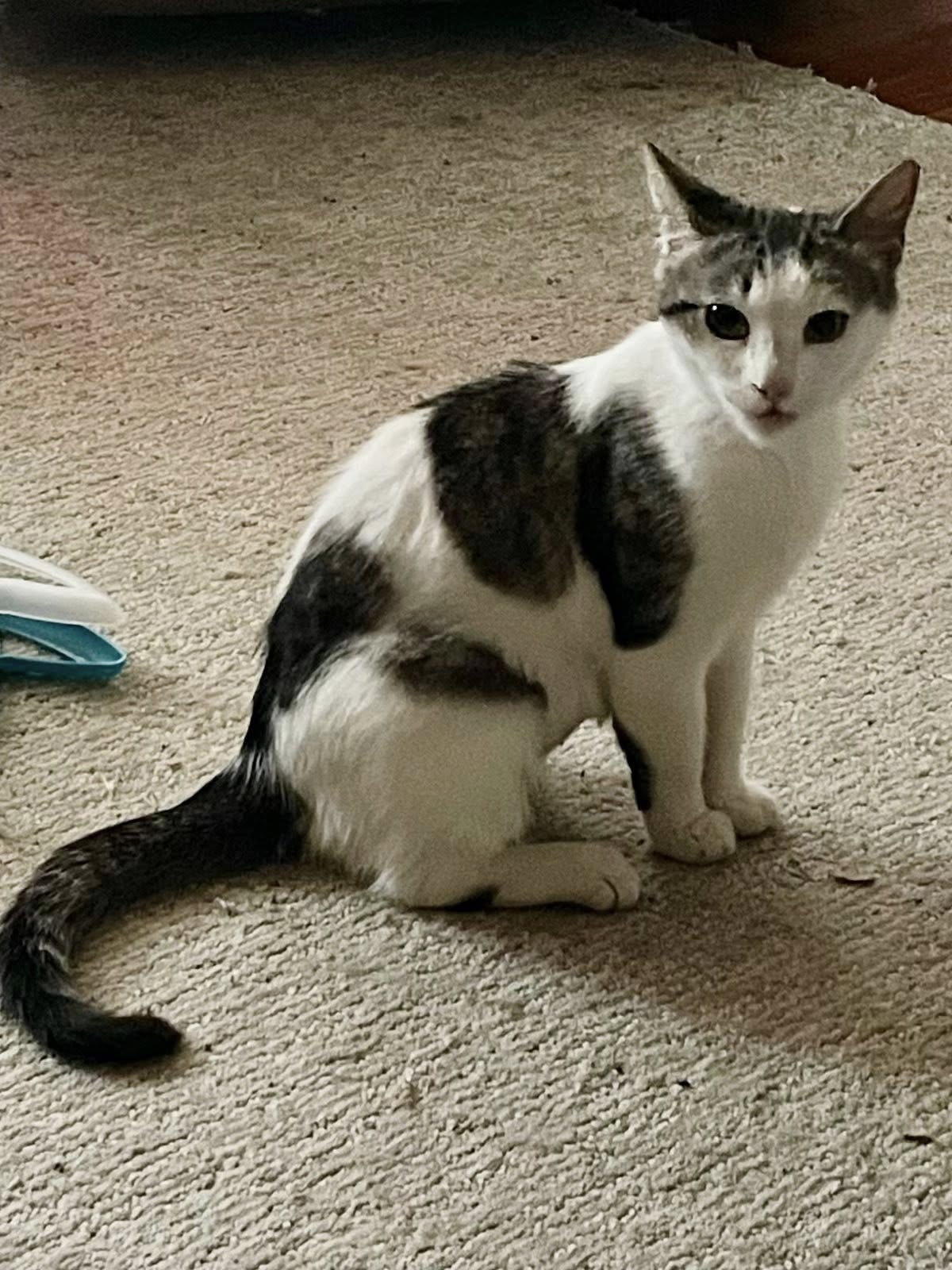 Available Cats | Community Concern For Cats