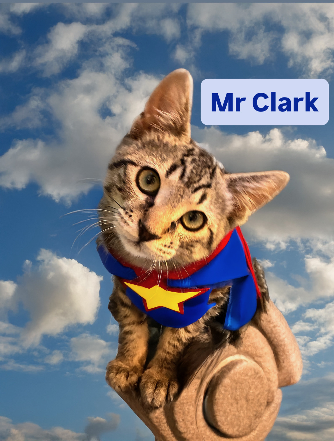 Available Cats | Community Concern For Cats