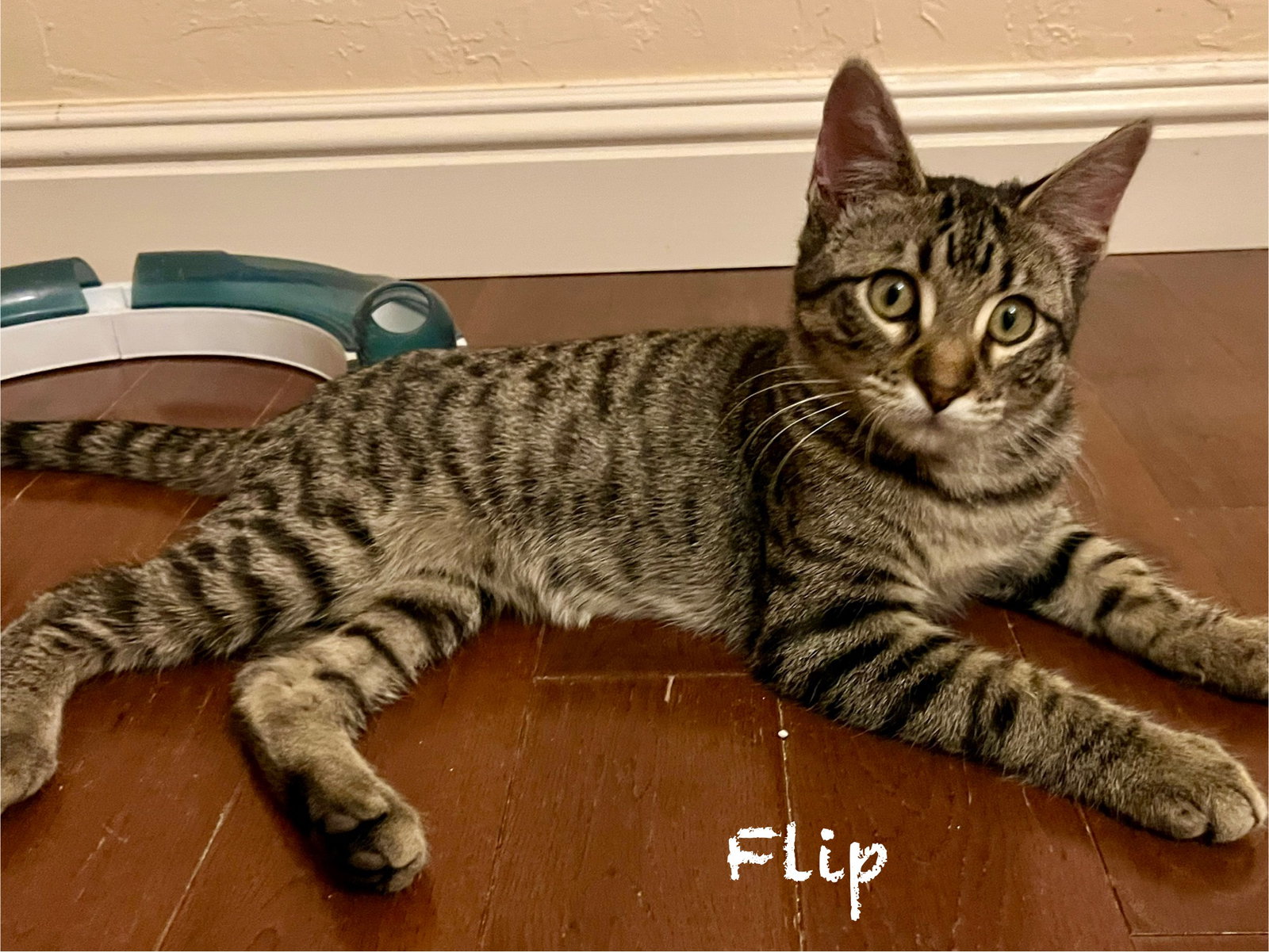 Available Cats | Community Concern For Cats