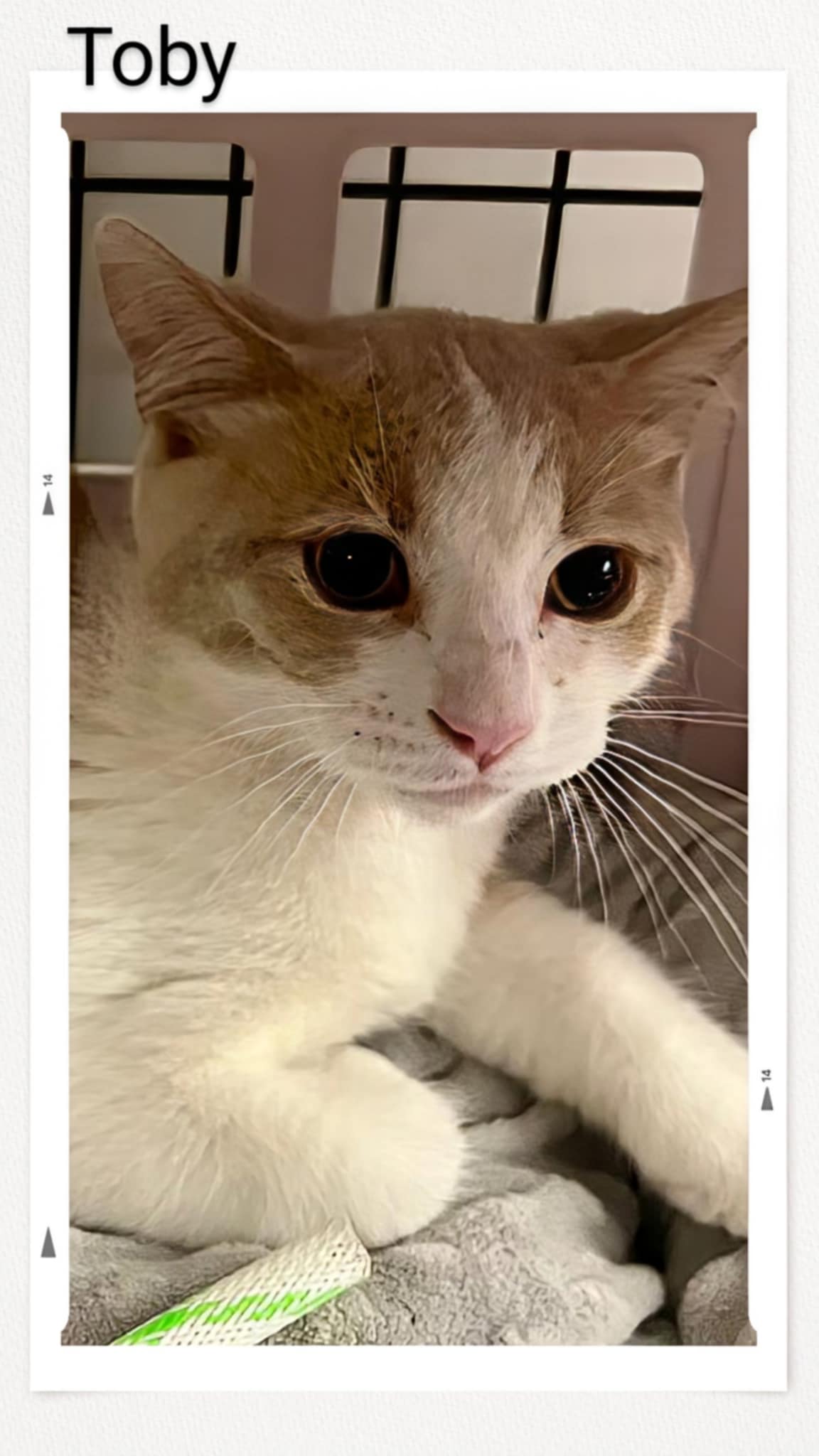 Cat adoption in Oakville, ON L6M 3P1: Domestic Short Hair Cat "Toby"
