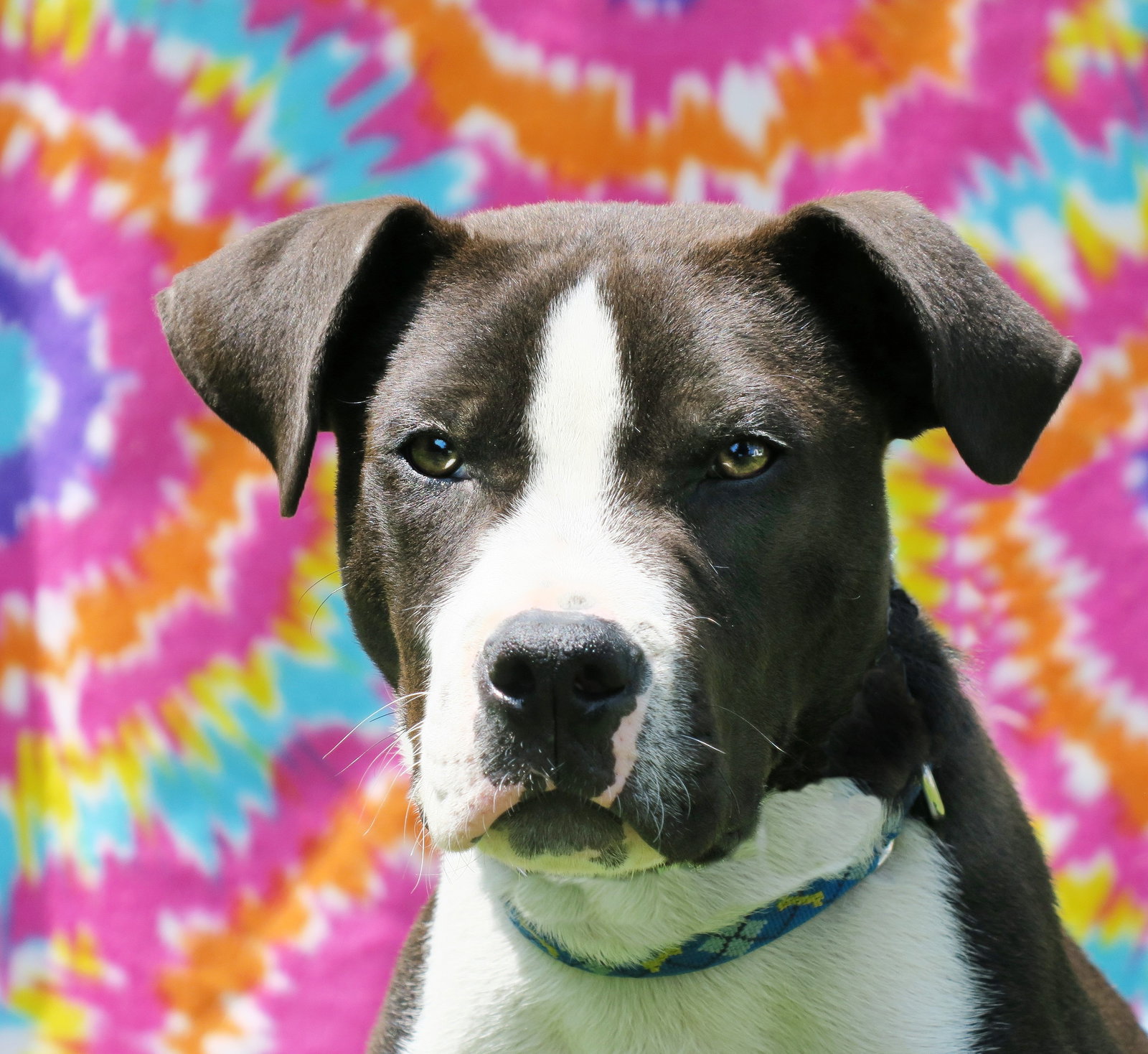 Dog for Adoption - Mojo, a Terrier in Manhattan, NY | Alpha Paw