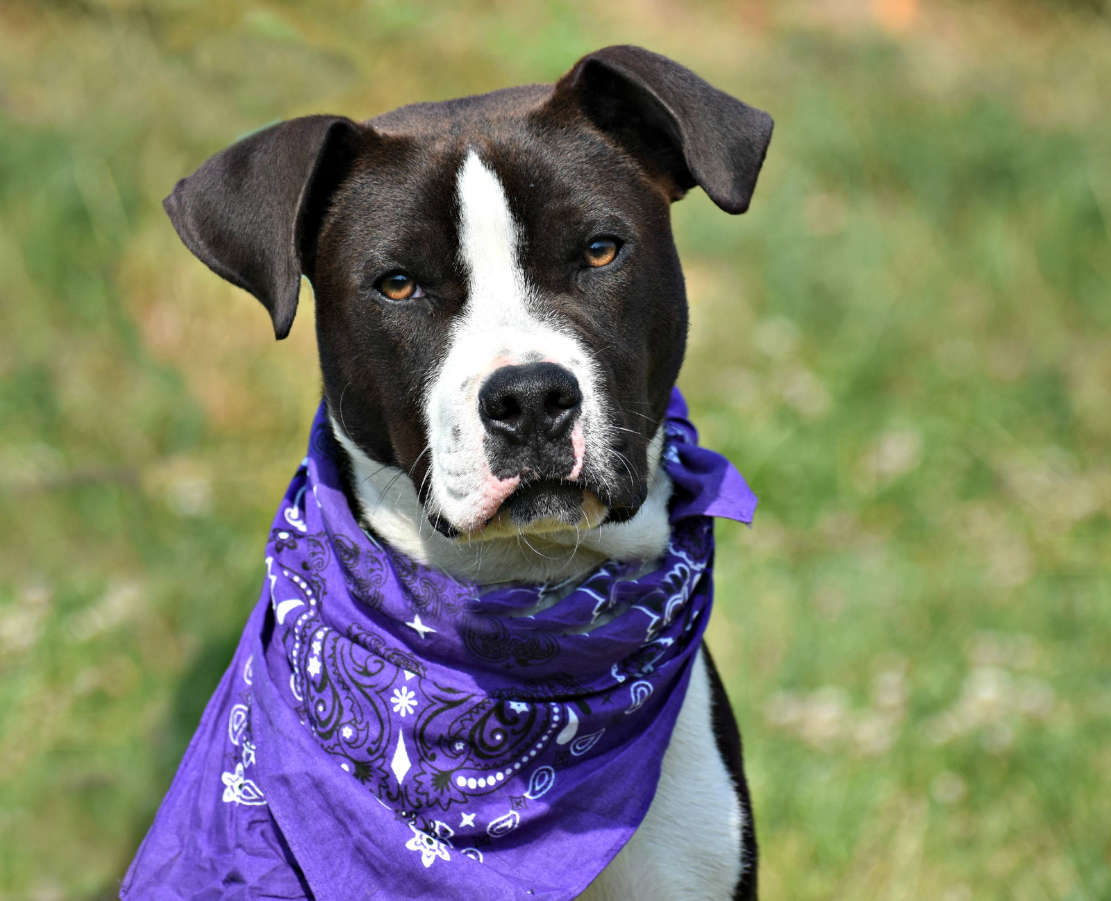 Dog for Adoption - Mojo, a Terrier in Manhattan, NY | Alpha Paw