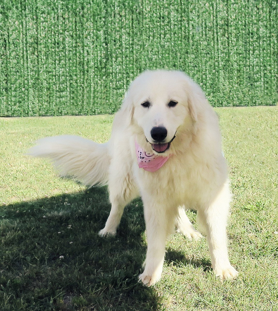 Dog for Adoption - Bella Lynn, a Great Pyrenees in South Valley Stream ...