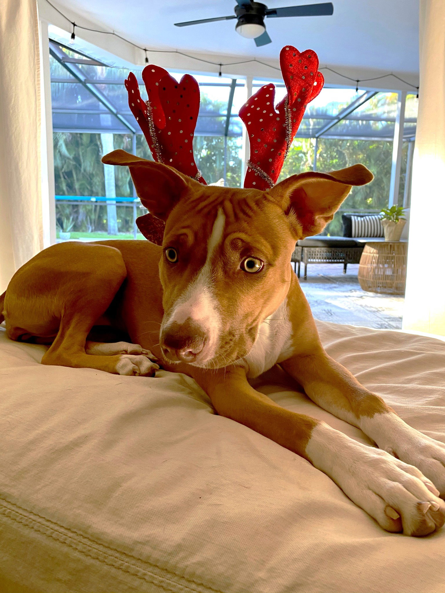 Dog for Adoption - Calla, a Pit Bull Terrier in New York City, NY ...