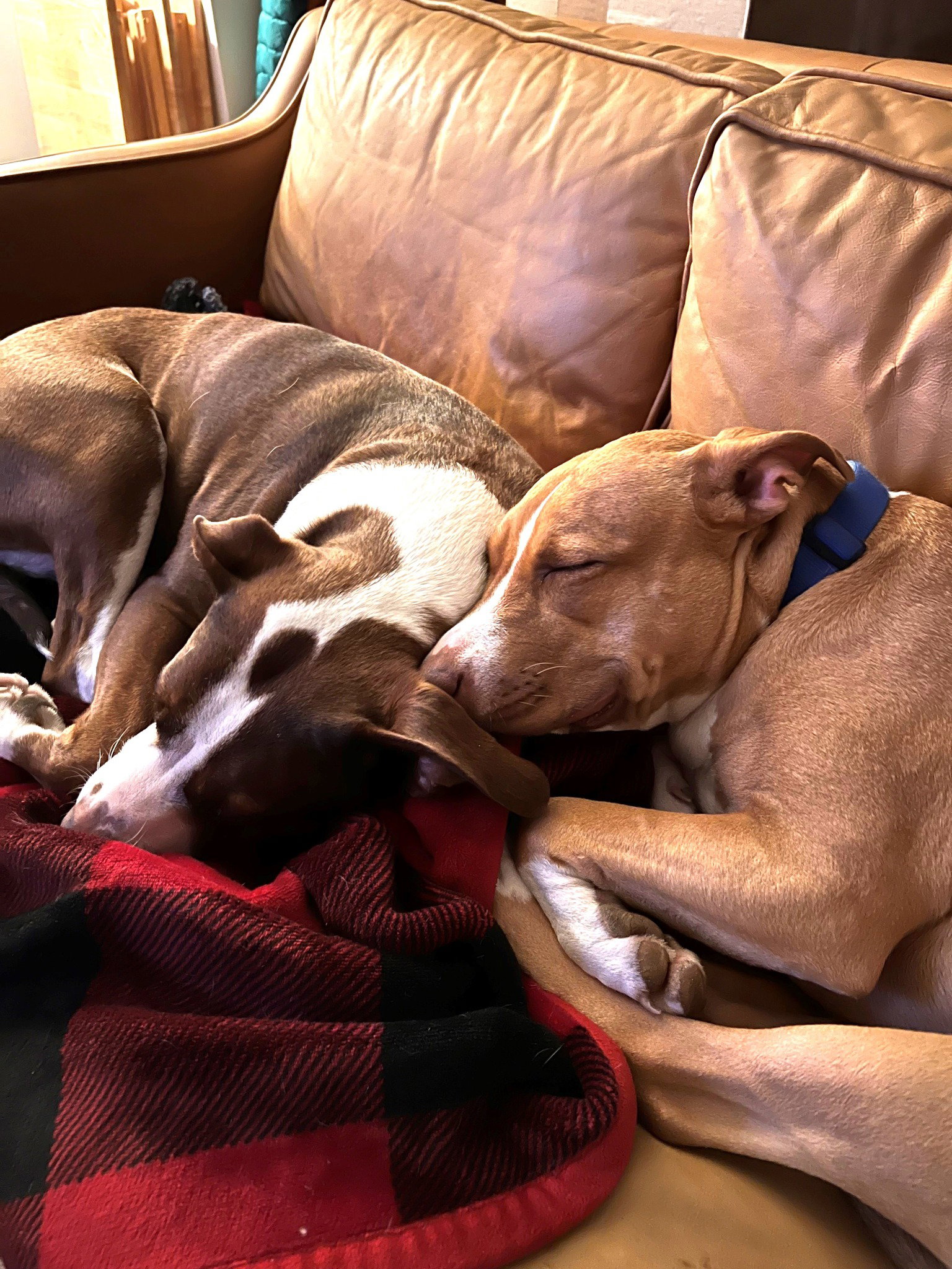 Dog for Adoption - Calla, a Pit Bull Terrier in New York City, NY ...