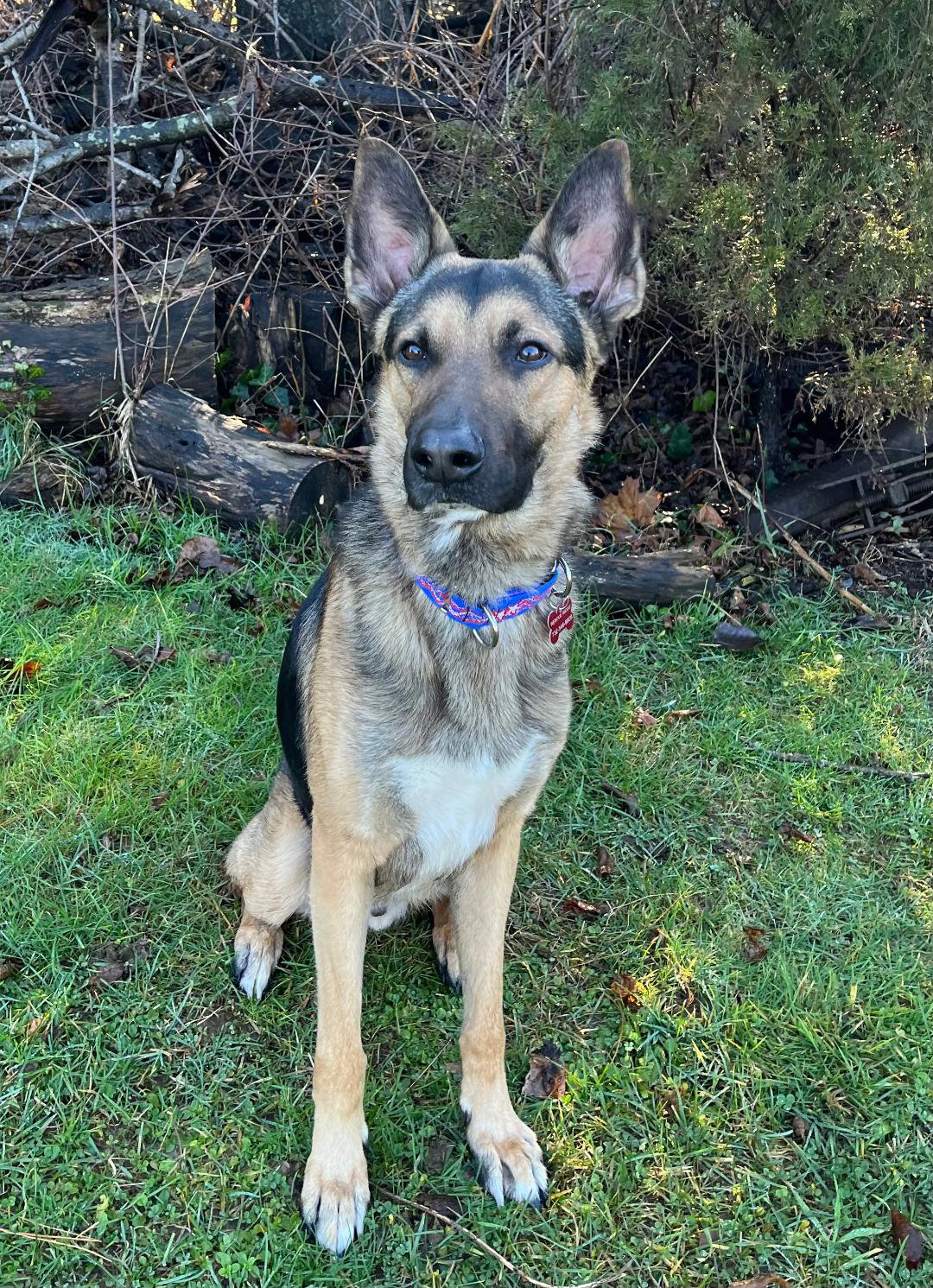 Dog for Adoption - Jackson, a German Shepherd Dog in Old Westbury, NY ...