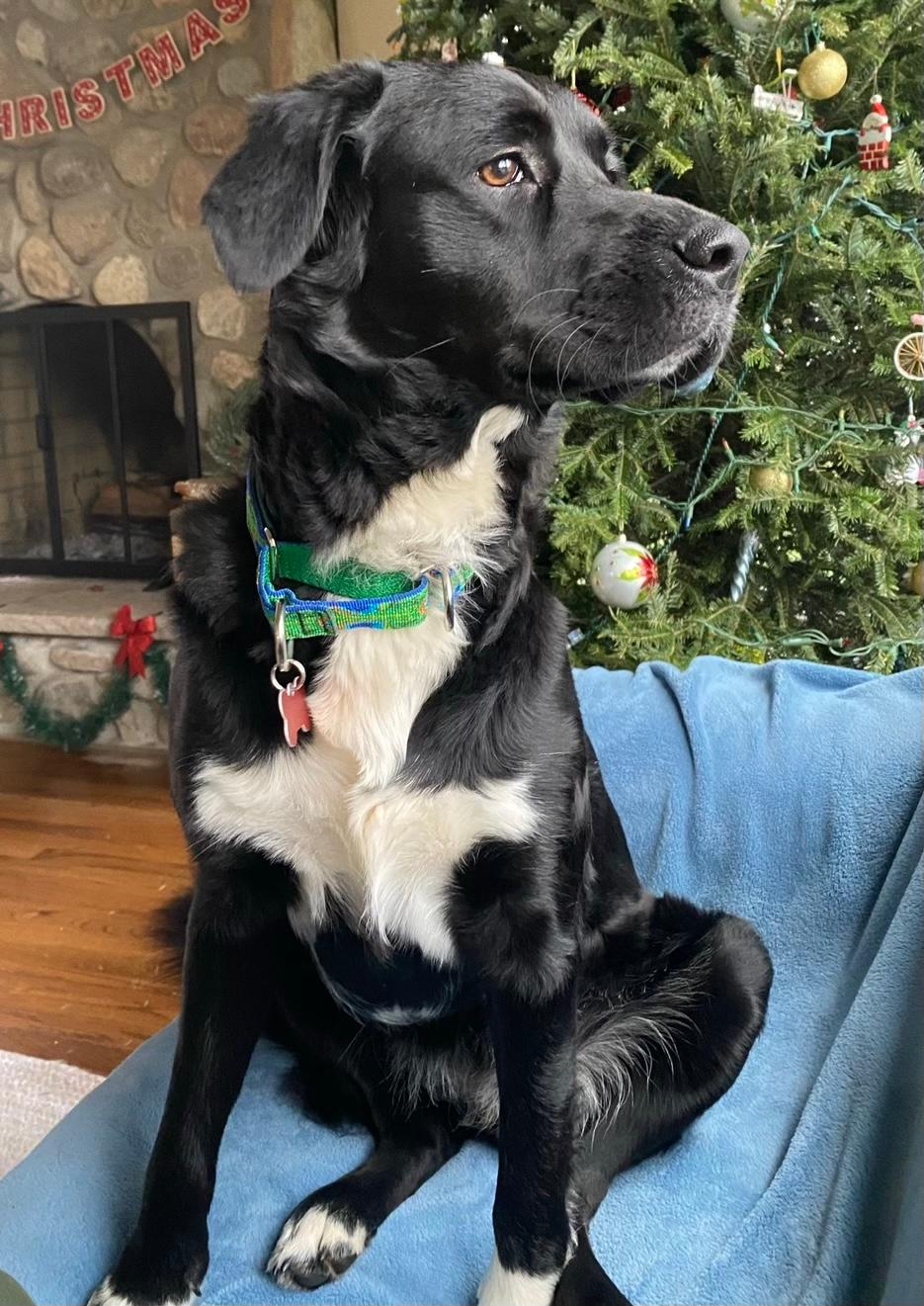 Dog for Adoption - Luna, a Labrador Retriever in South Toms River, NJ ...
