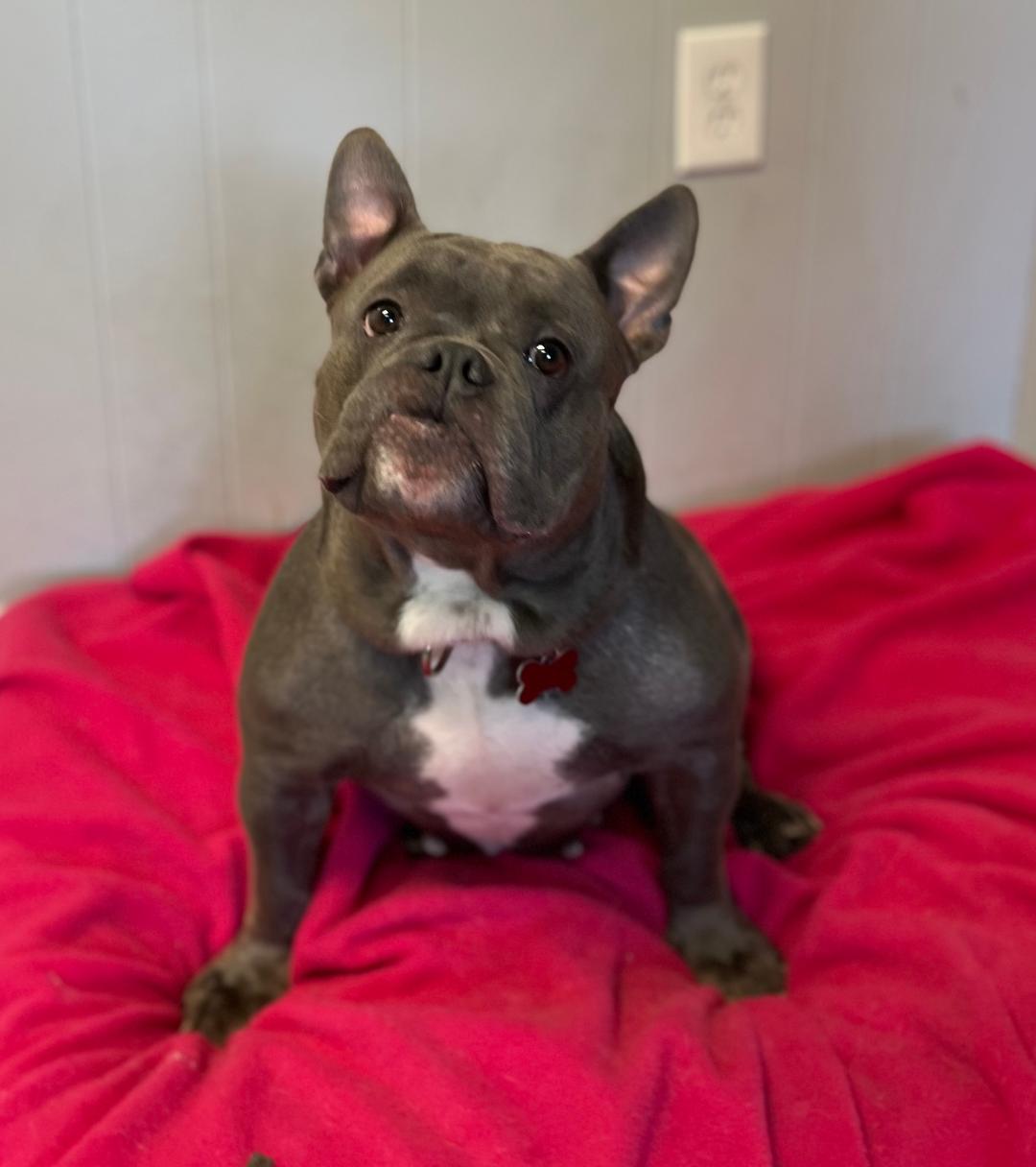 Dog for Adoption - Penelope, a French Bulldog in Queens, NY | Alpha Paw