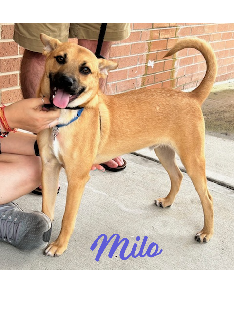 Milo's Web Page