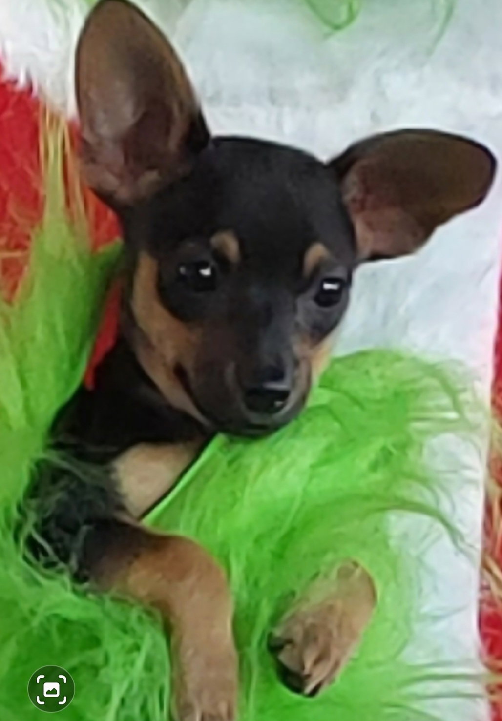 Dog for Adoption - Zoey, a Miniature Schnauzer in Daytona Beach, FL ...