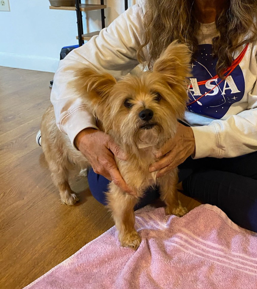 Dog for Adoption - Gizmo, a Yorkshire Terrier Yorkie in Bunnell, FL ...