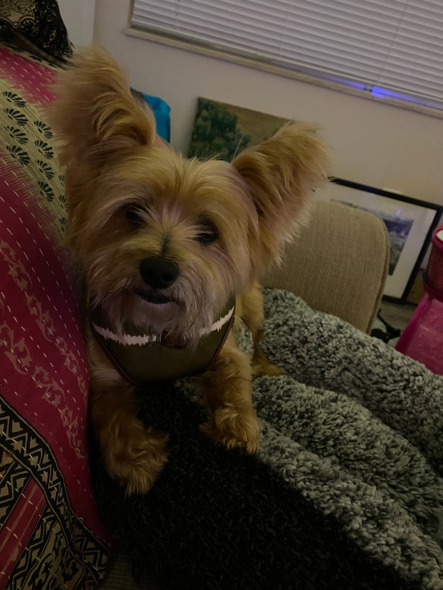 Dog for Adoption - Gizmo, a Yorkshire Terrier Yorkie in Bunnell, FL ...