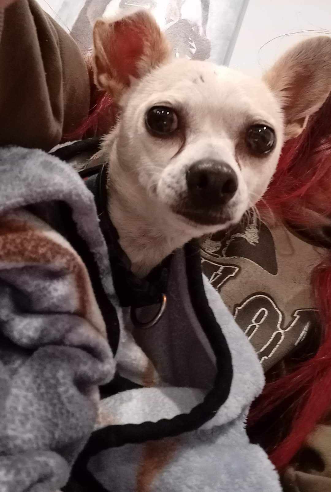 Dog for Adoption - Vivi Rose, a Chihuahua in Poinciana, FL | Alpha Paw