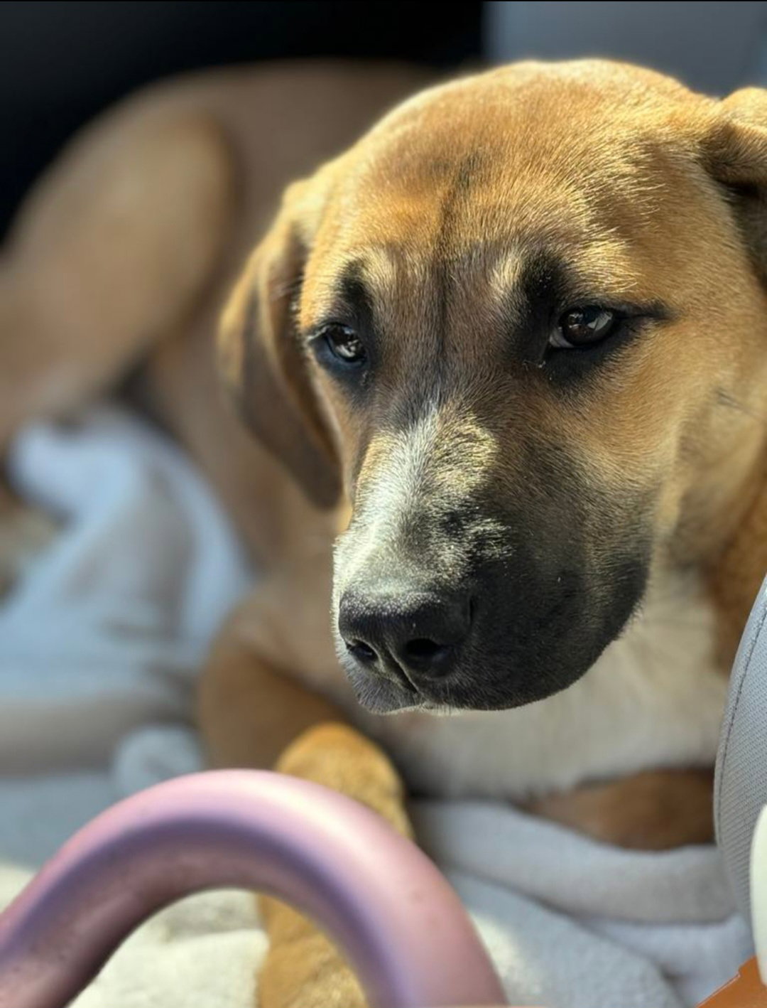 Dog for Adoption - Pearl, a Black Mouth Cur in Flagler Beach, FL ...