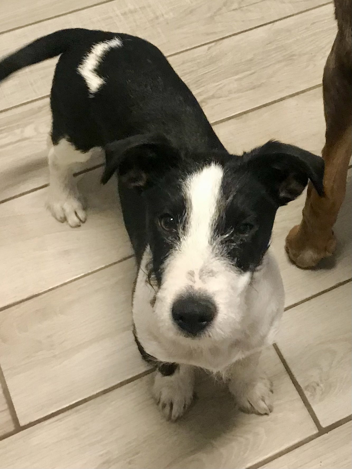 Dog for Adoption - TOBY, a Jack Russell Terrier (Parson Russell Terrier ...