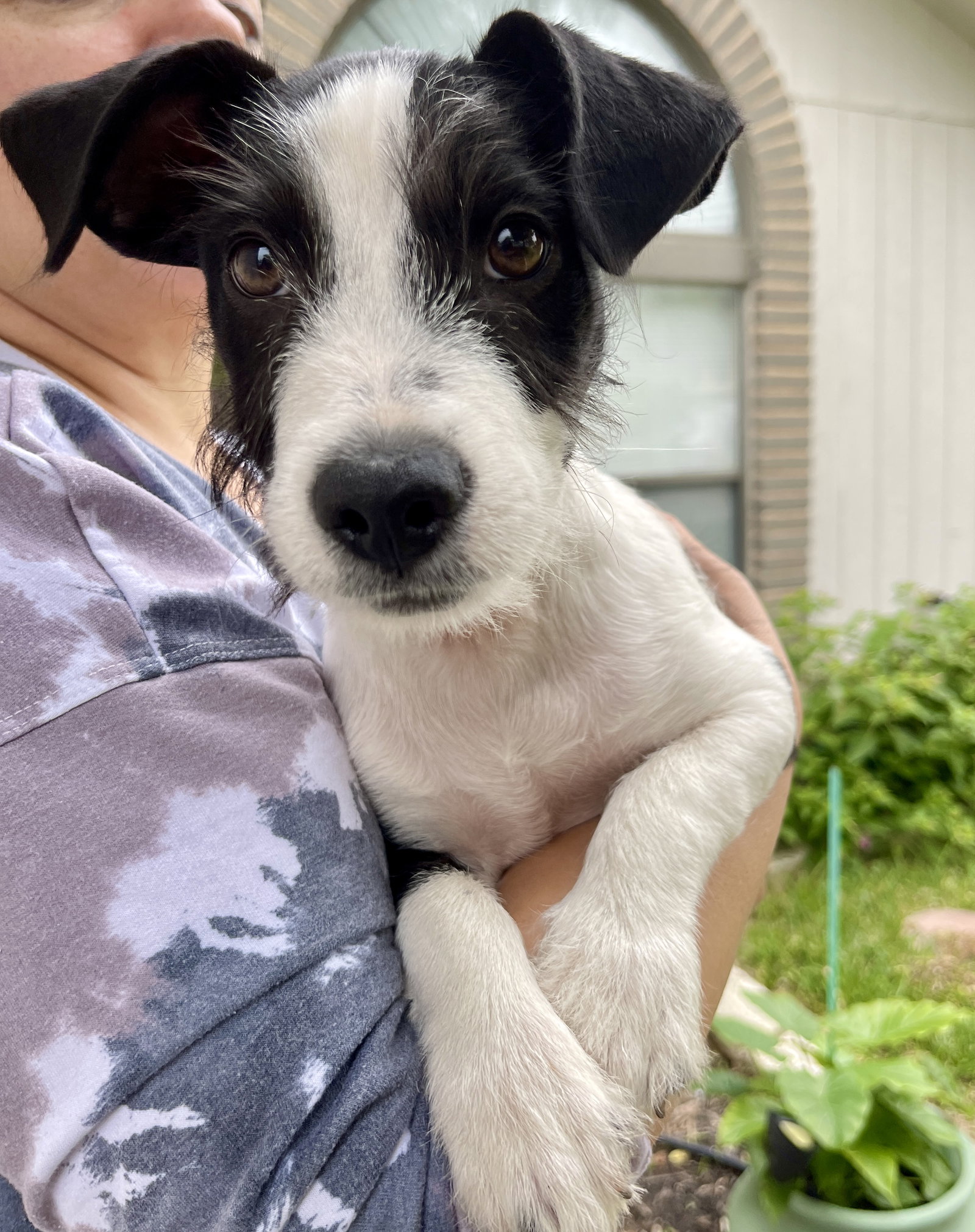 Dog for Adoption - TOBY, a Jack Russell Terrier (Parson Russell Terrier ...