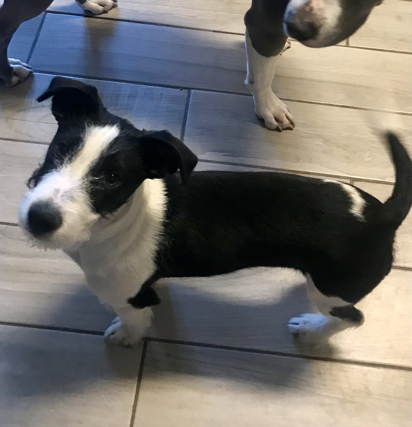Dog for Adoption - TOBY, a Jack Russell Terrier (Parson Russell Terrier ...