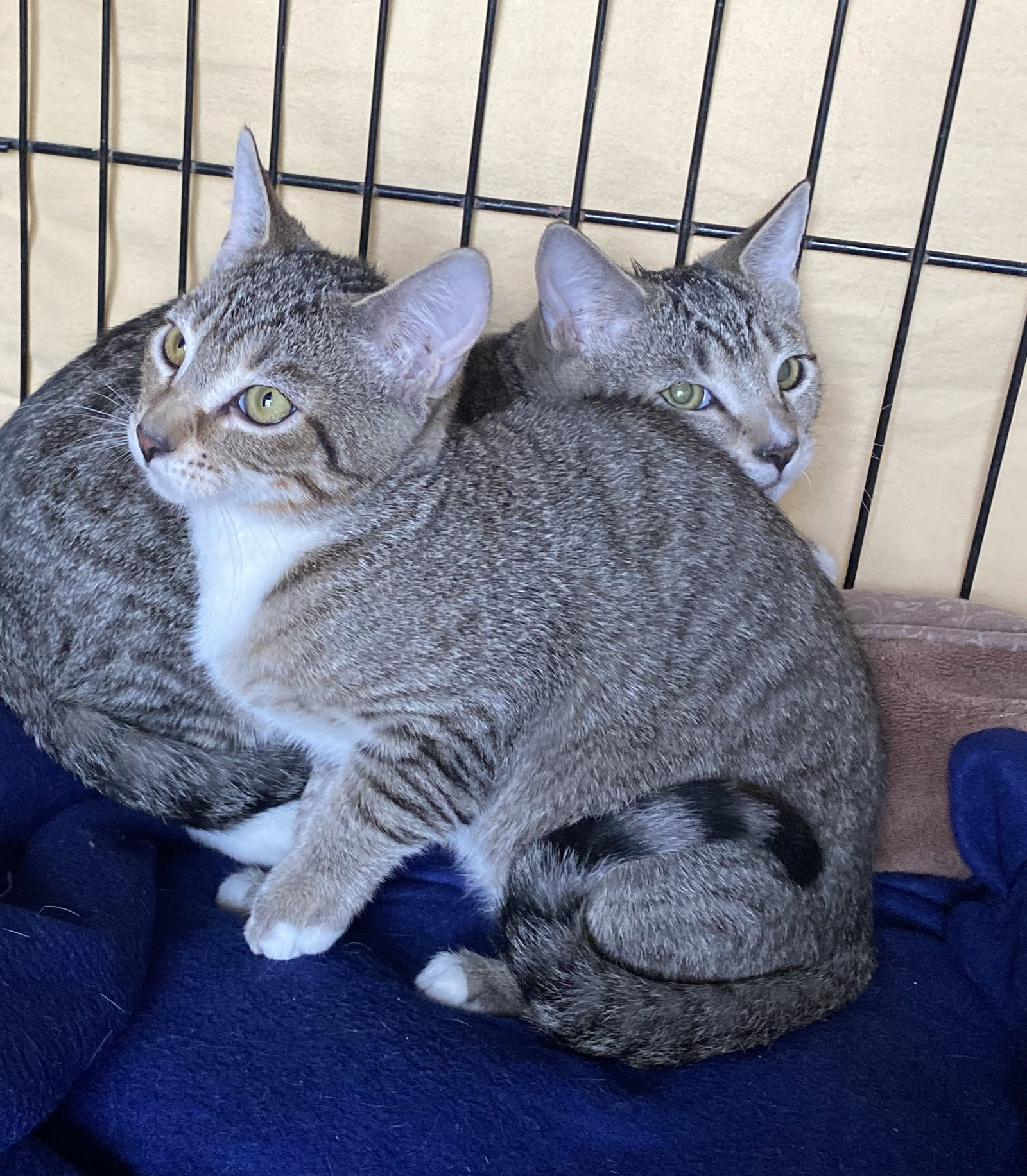 Cat adoption in Spring Grove, PA 17362: Domestic Short Hair / Tabby ...