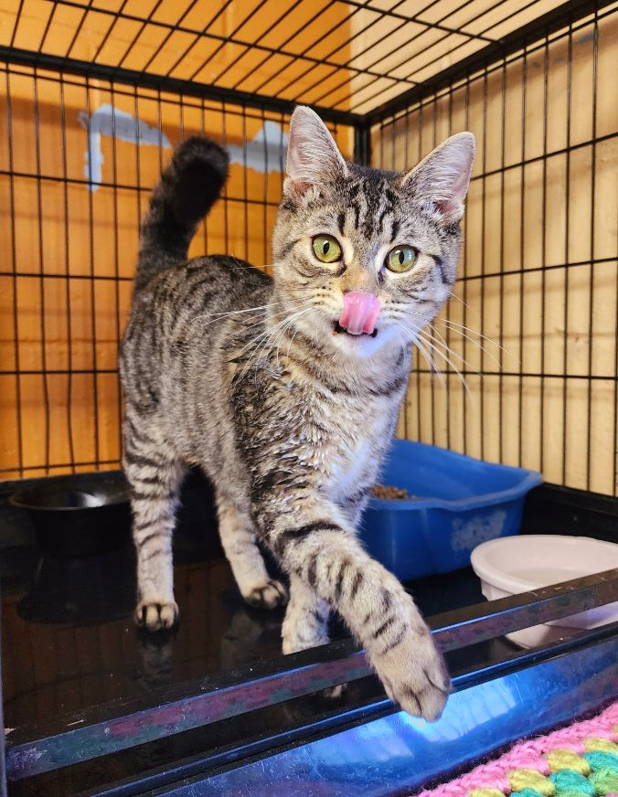 Cats for Adoption in New Cassel, New York | Alpha Paw