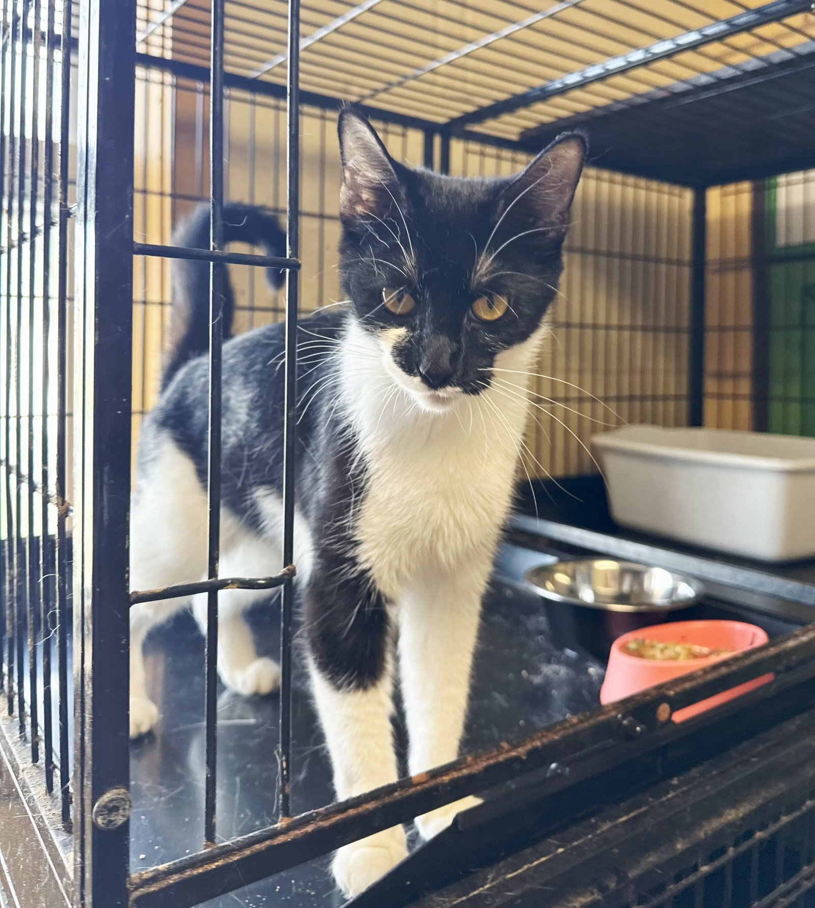 Cats for Adoption in Brooklyn, New York | Alpha Paw
