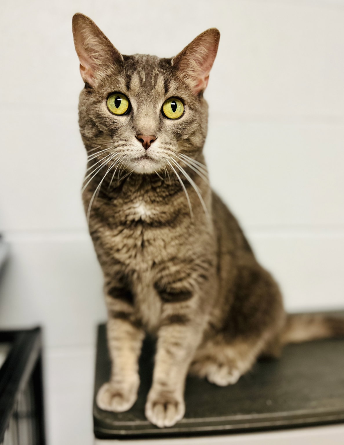 LILY (In Foster)'s Web Page