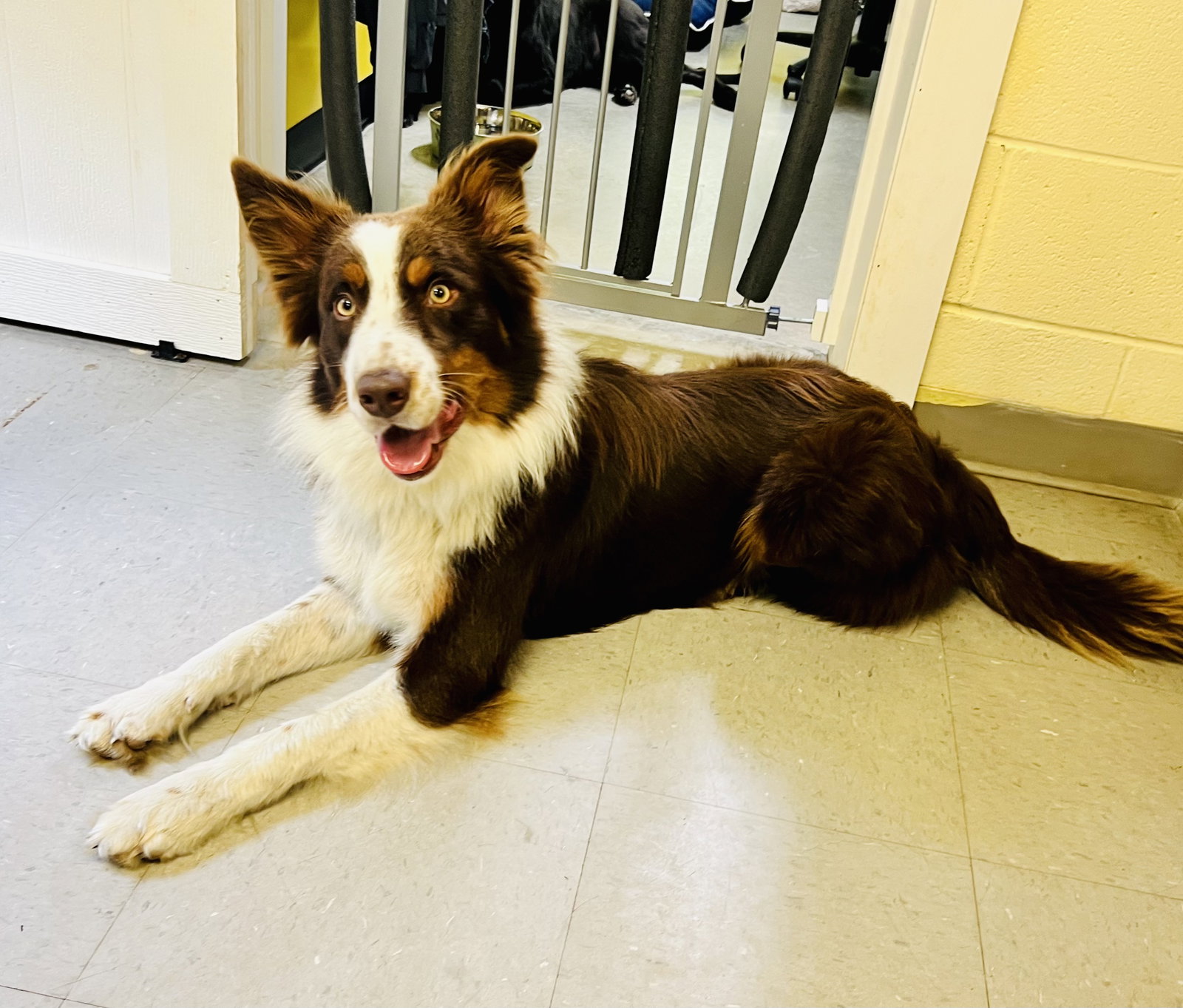 Dog for Adoption - Frazier, a Border Collie in Raleigh, NC | Alpha Paw