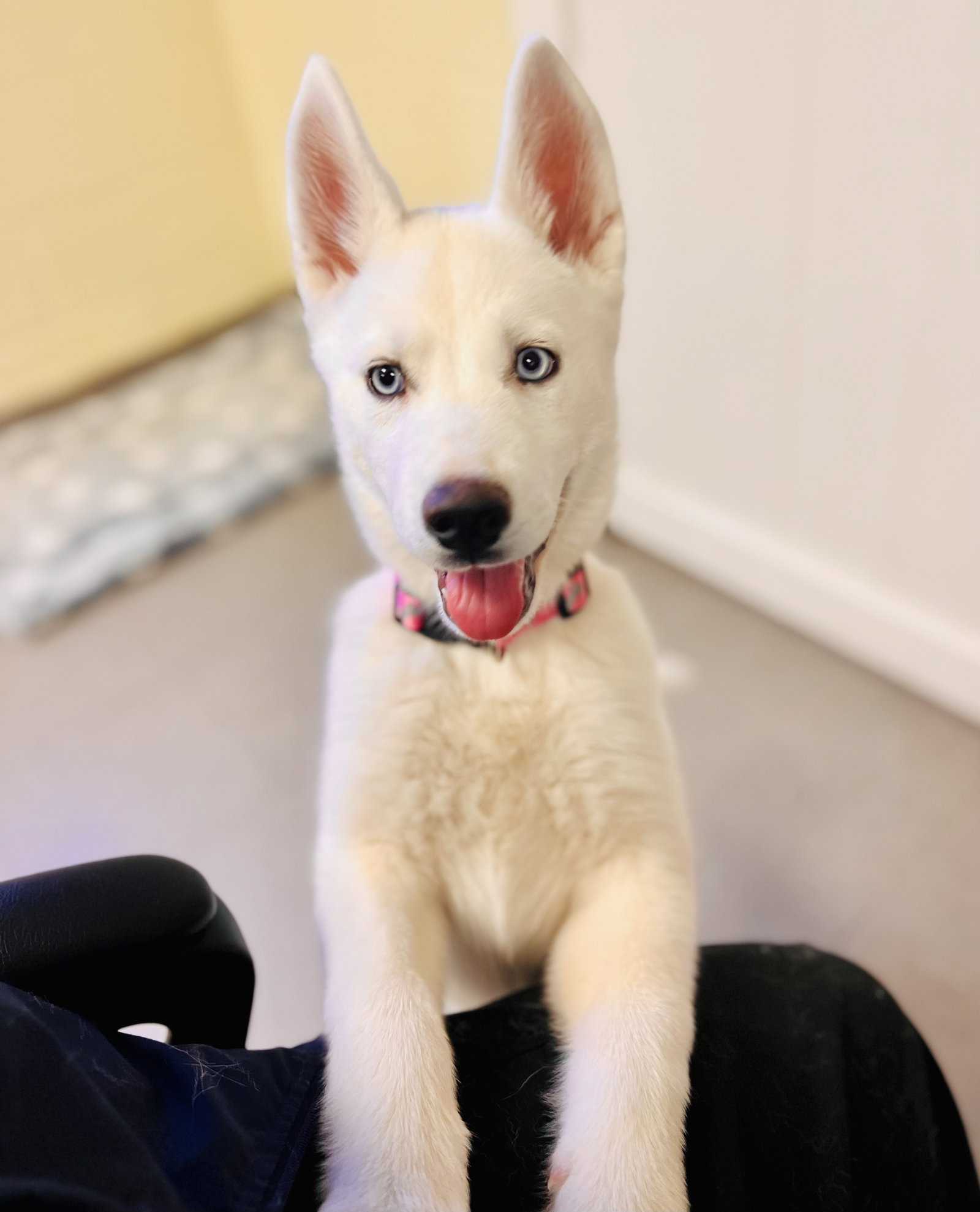 Dog for Adoption - SNOW ANGEL, a Siberian Husky in Southern Pines, NC ...