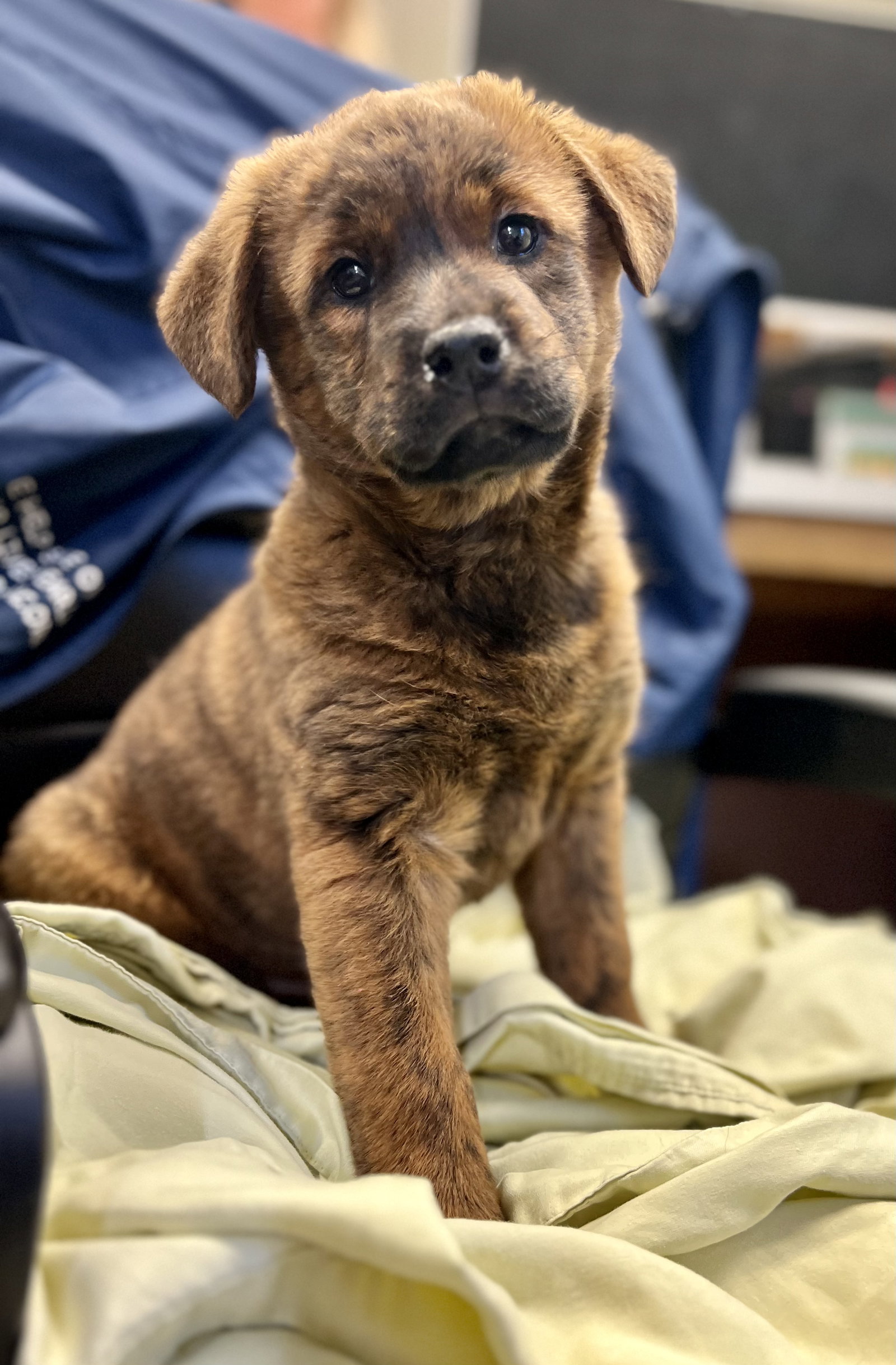 Dog for Adoption - Sylvie, a in Sanford, NC | Alpha Paw