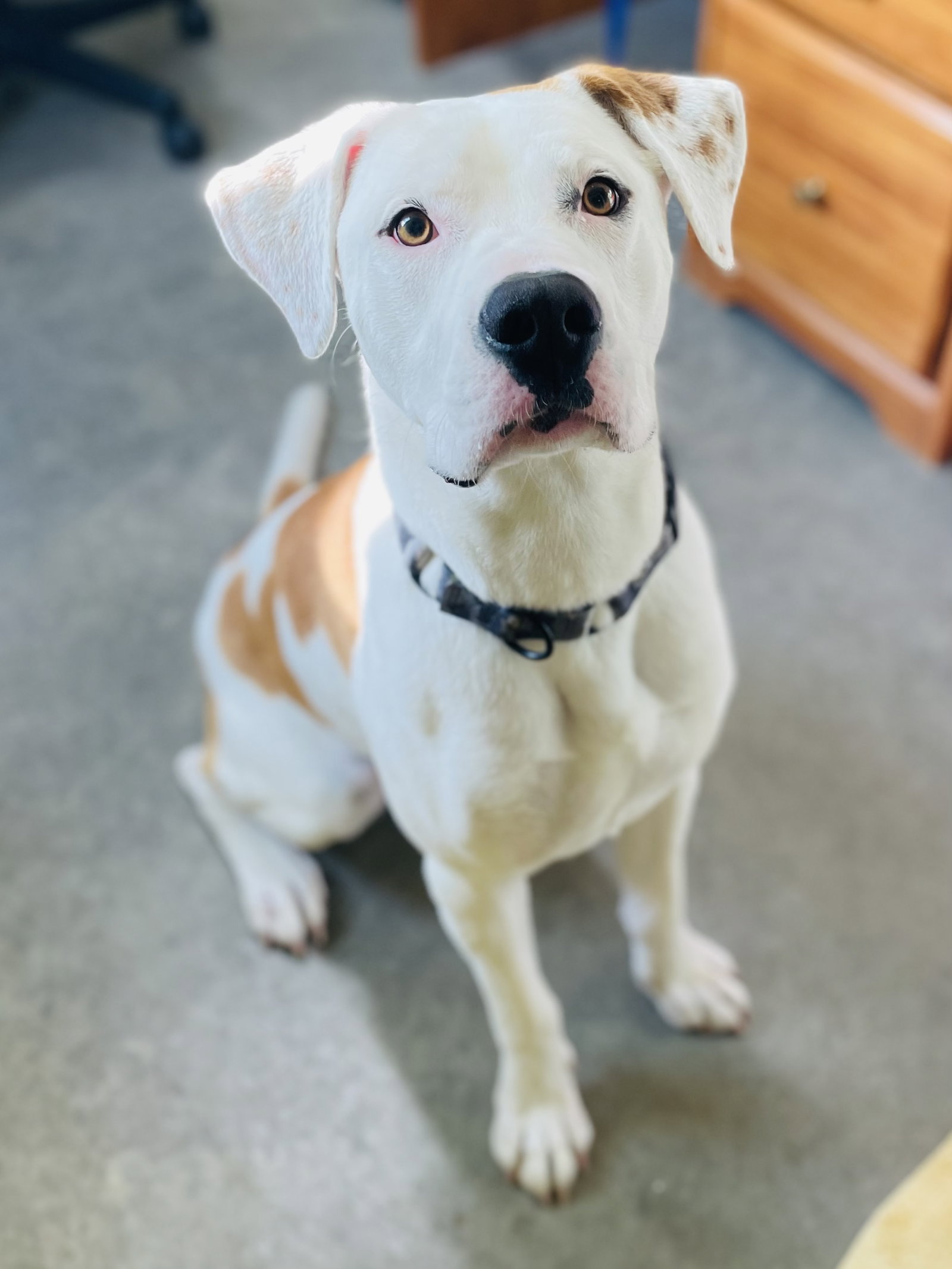 Dog for Adoption - Peyton, a Pit Bull Terrier in Randolph County, NC ...