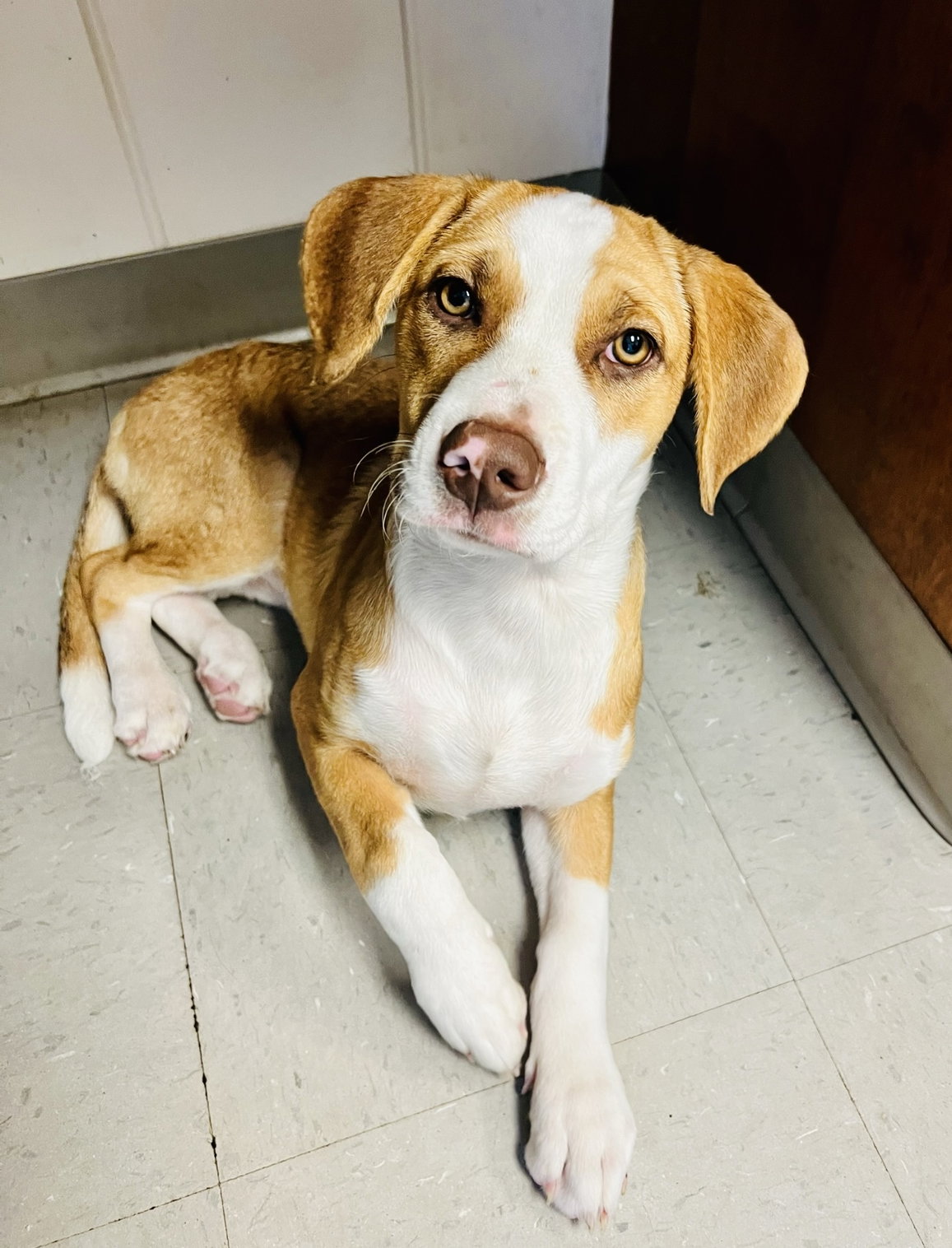 GINGER (In Foster)'s Web Page