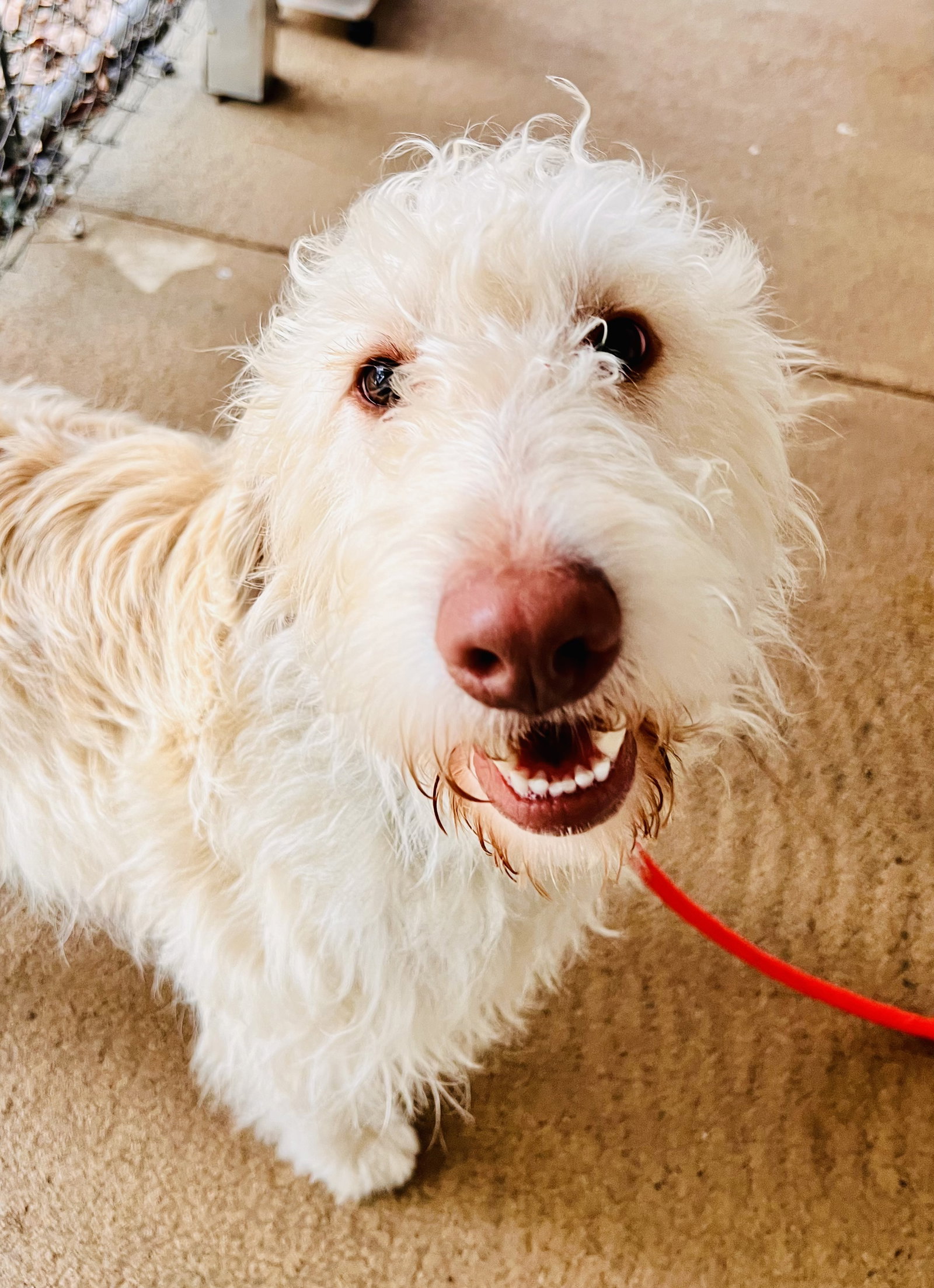Dog for Adoption - CHICKEN DOODLE, a Poodle (Standard) in Wake County ...