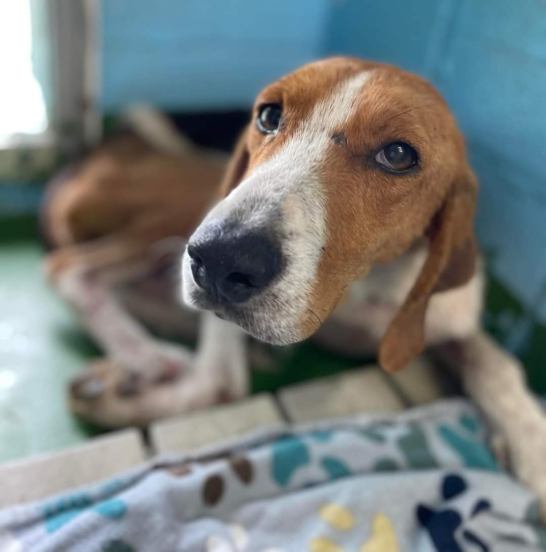 Dog for Adoption - Corpus Christi ("CeCe"): Not At the Shelter, a Hound ...