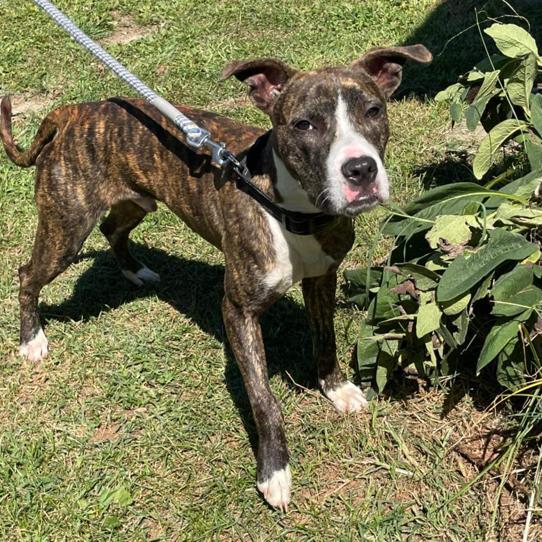 Dog for Adoption - Gotti - At the Shelter, a in Rocky Mount, VA | Alpha Paw