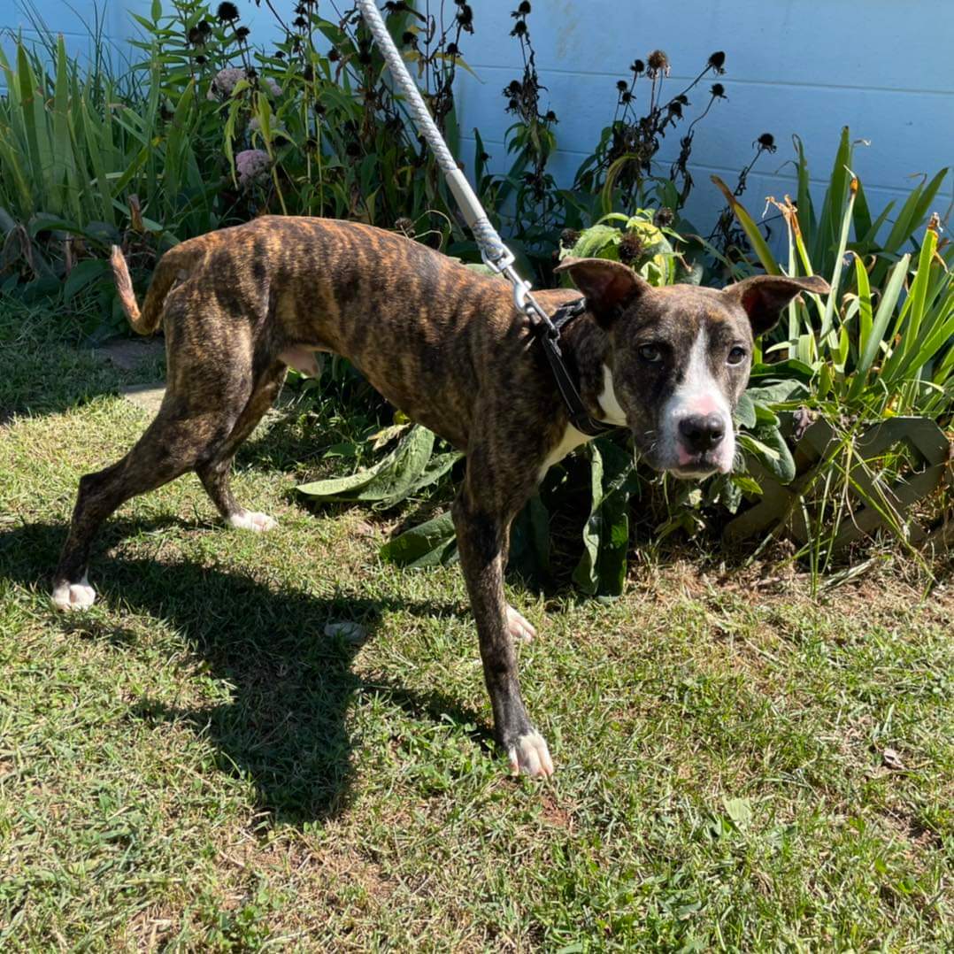Dog for Adoption - Gotti - At the Shelter, a in Rocky Mount, VA | Alpha Paw