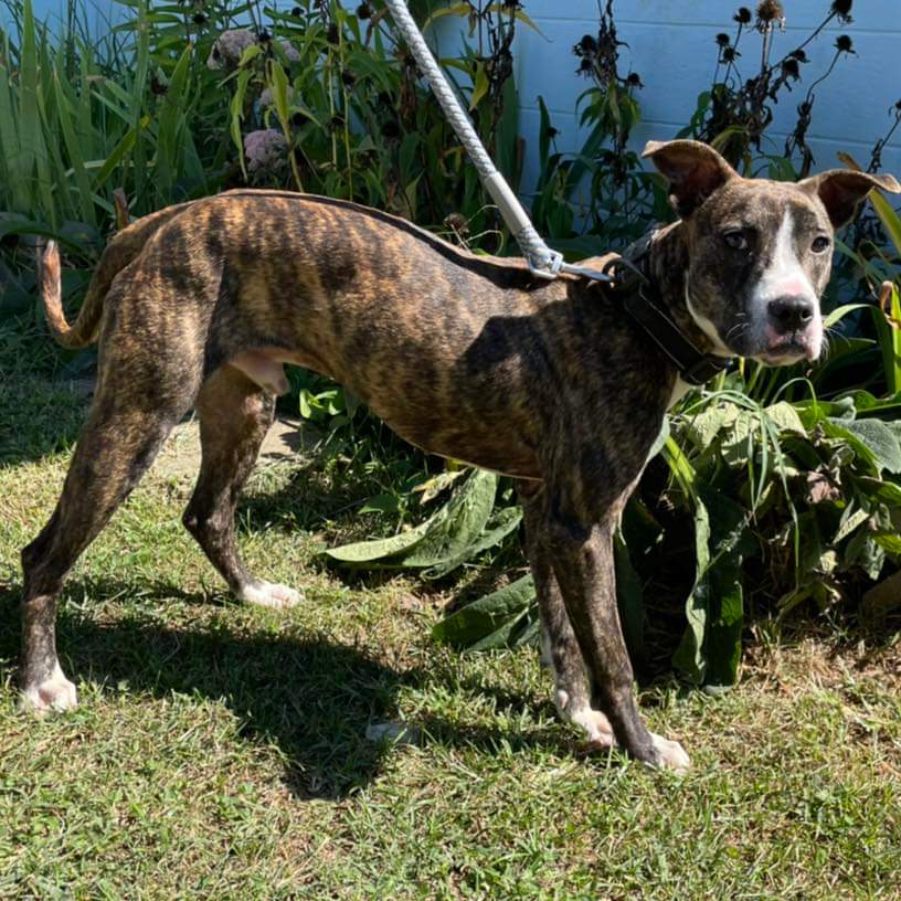 Dog for Adoption - Gotti - At the Shelter, a in Rocky Mount, VA | Alpha Paw