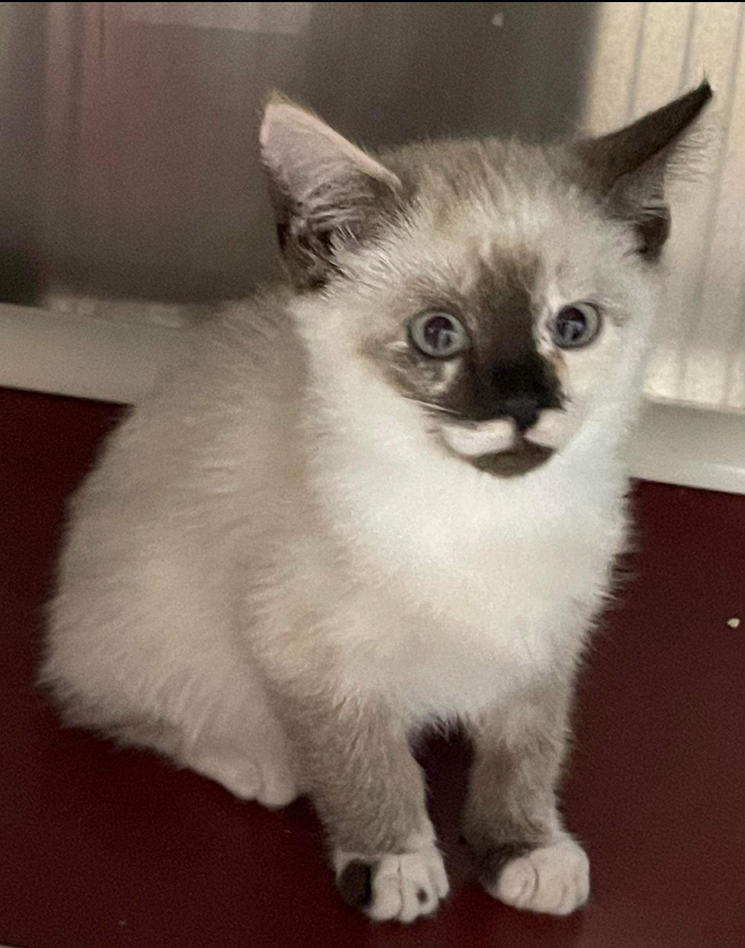 Cats for Adoption in Buckingham County, Virginia | Alpha Paw