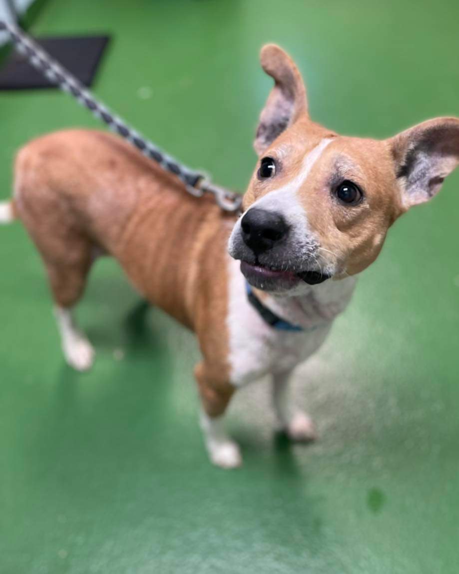 Dog for Adoption - Lulu: At the Shelter, a Jack Russell Terrier in ...
