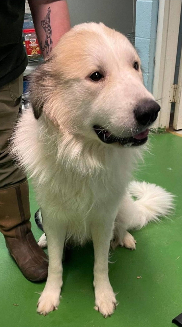 Dog for Adoption - Kai (aka Kaiser): At the Shelter, a Great Pyrenees ...