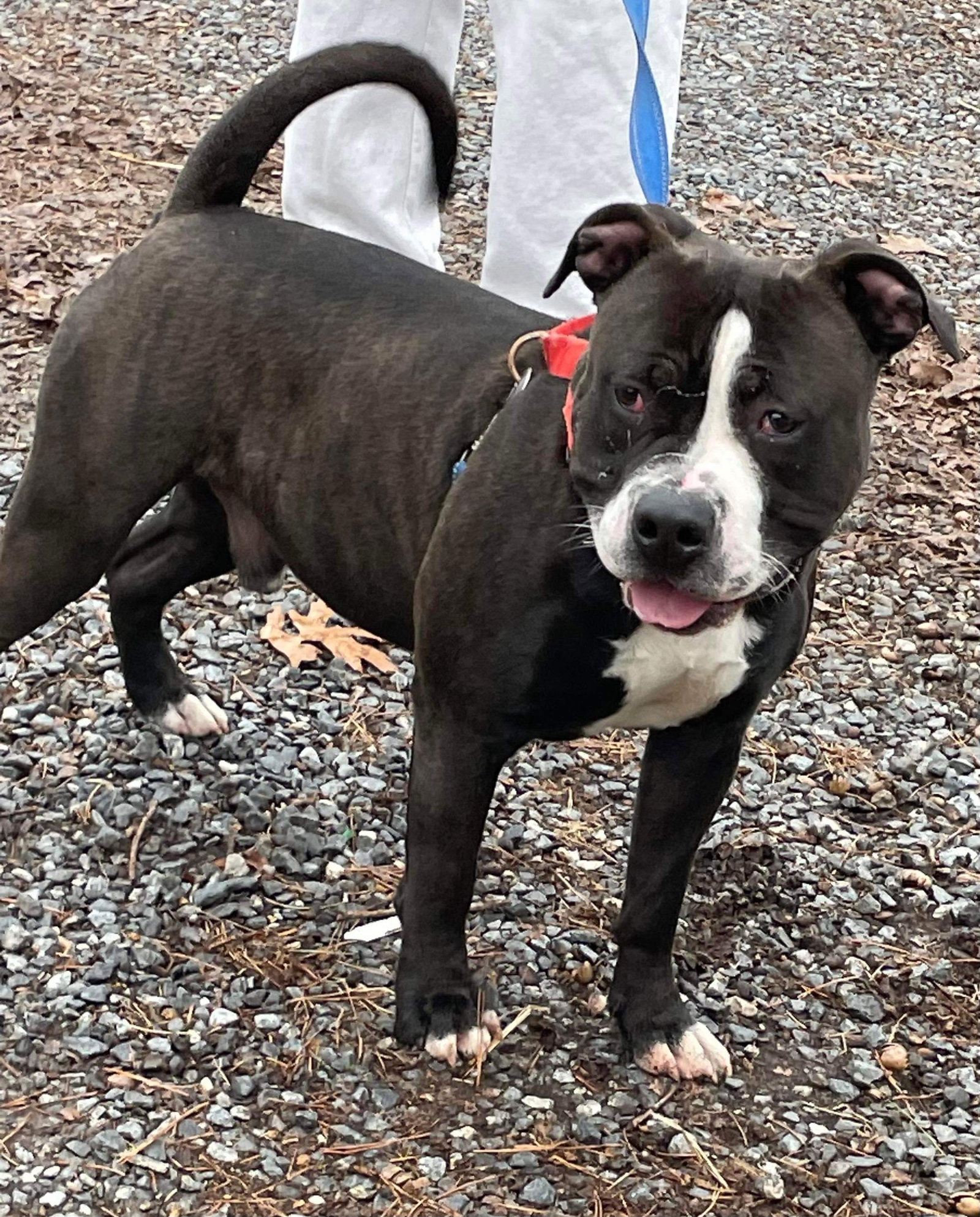 Dog for Adoption - Milo: at the shelter, a Pit Bull Terrier in ...