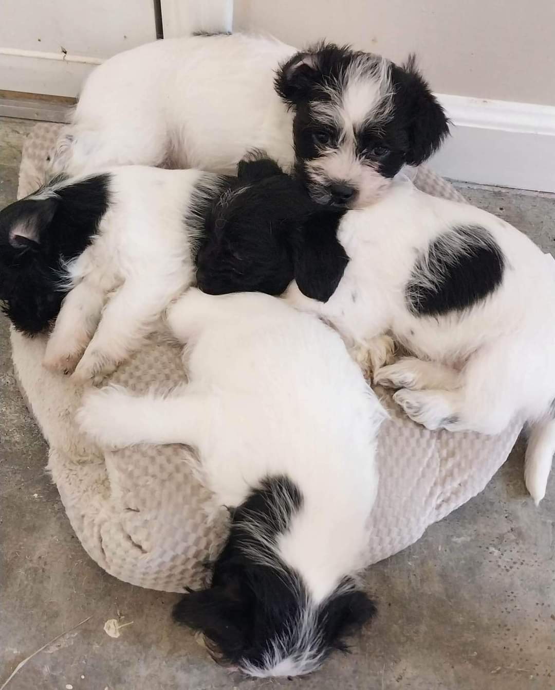 Dog for Adoption - Dexter: Not at the Shelter, a Shih Tzu in Chase City ... Dog for Adoption - Dexter: Not at the Shelter, a Shih Tzu in Chase City ...