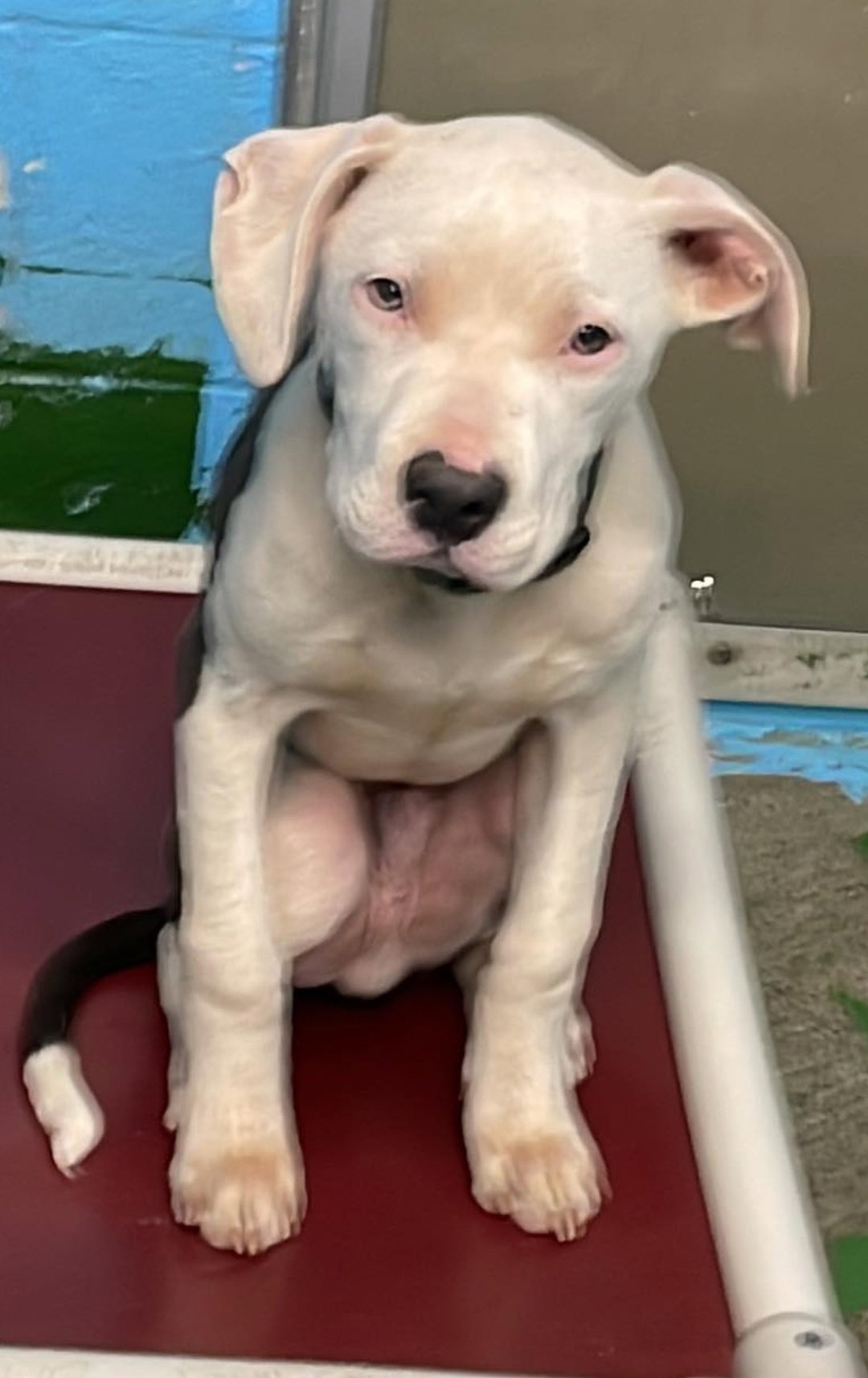 Dog for Adoption - Ryder - At the Shelter, a Pit Bull Terrier in Blue ...
