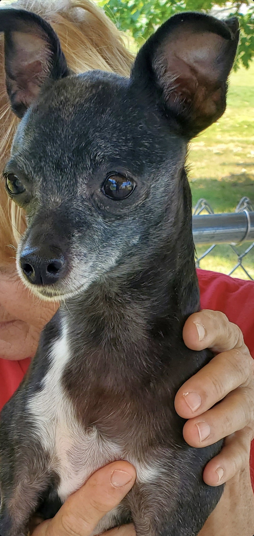 Dog for Adoption - Kiara - Not at the Shelter, a Chihuahua in Campbell ...