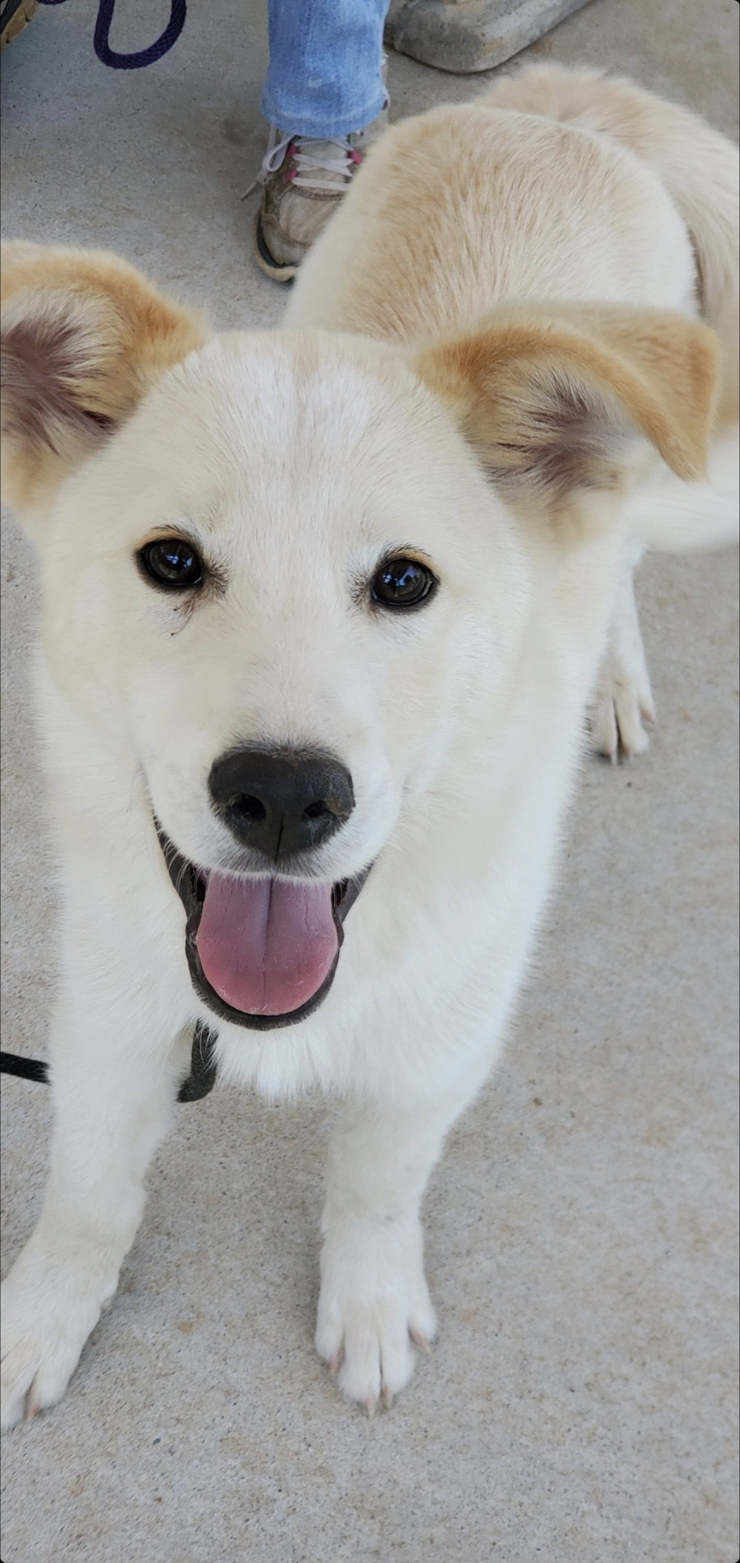 Dog for Adoption - Kade - At the Shelter, a Great Pyrenees in Blue ...