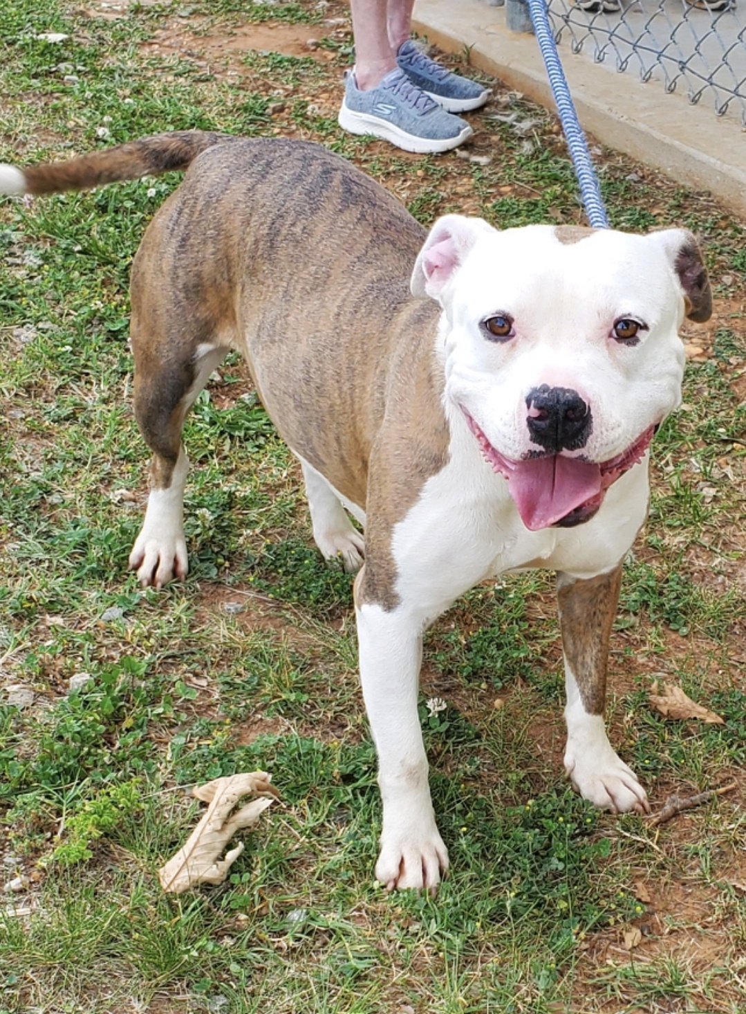 Dog for Adoption - Diana - At the Shelter, a Pit Bull Terrier in ...