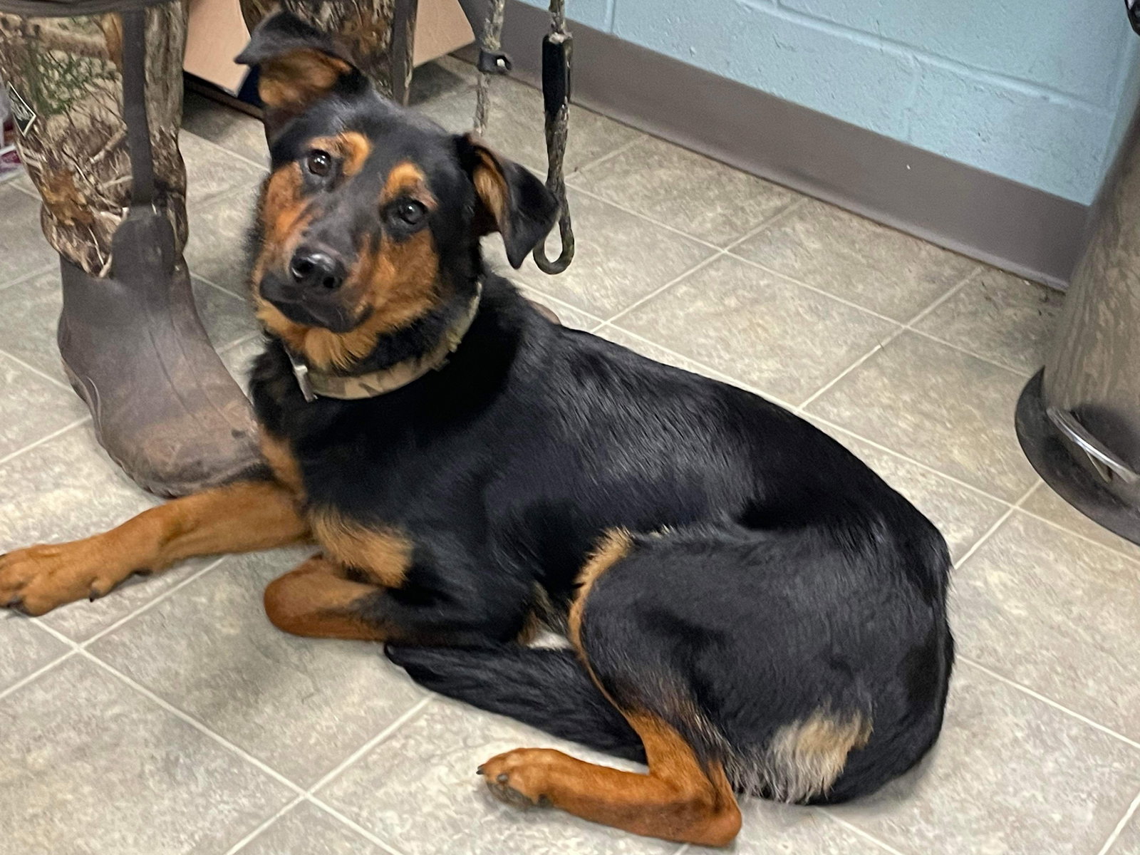 Dog for Adoption - Sanyo - At shelter, a German Shepherd Dog in ...