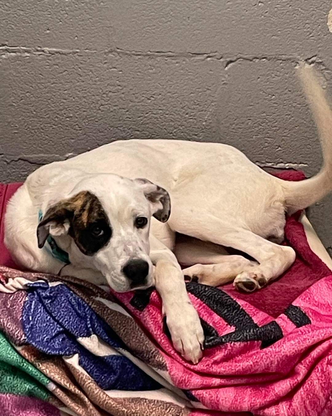 Dog for Adoption - Spirit - At the Shelter, a Hound in Roanoke, VA ...