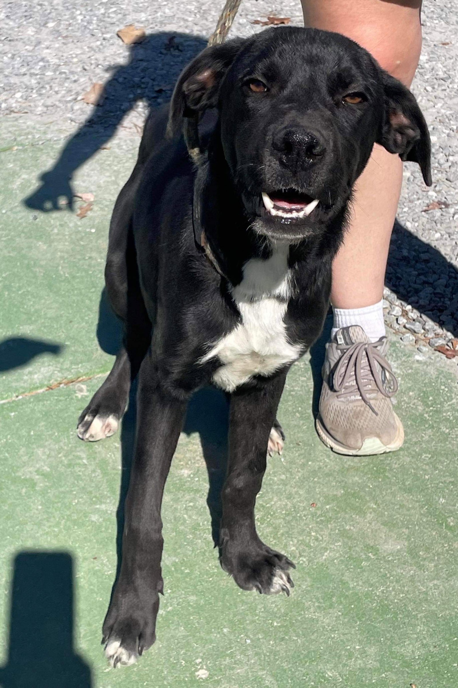 Dog for Adoption - Skye - At shelter, a Great Dane in Lexington, VA ...