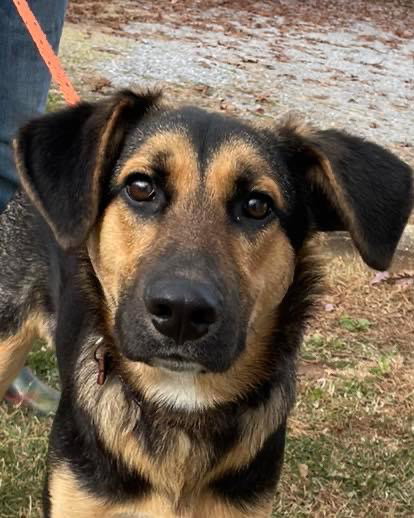 Dog for Adoption - Rook: Adoption pending, a German Shepherd Dog in ...