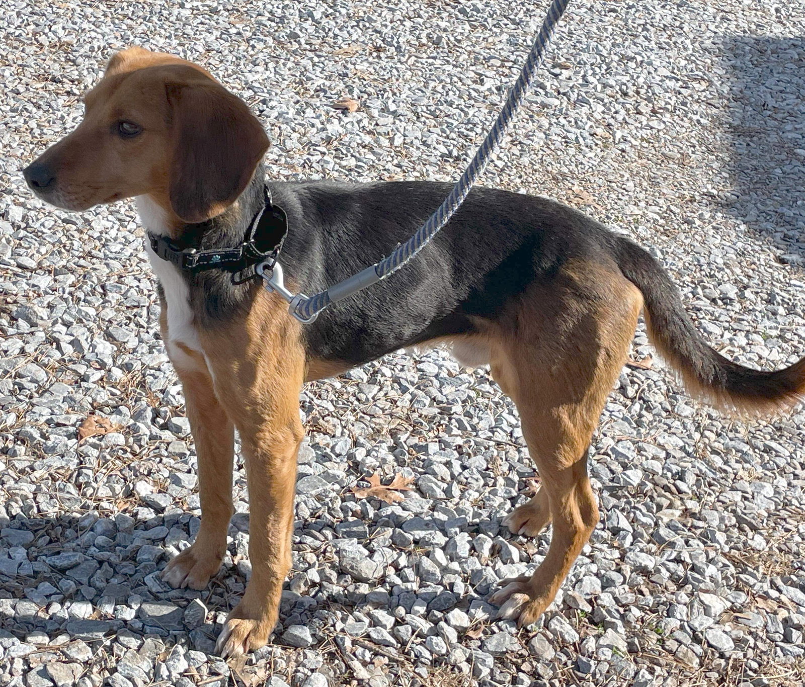 Dog for Adoption - Giblet - At shelter available 1/7, a Hound in ...