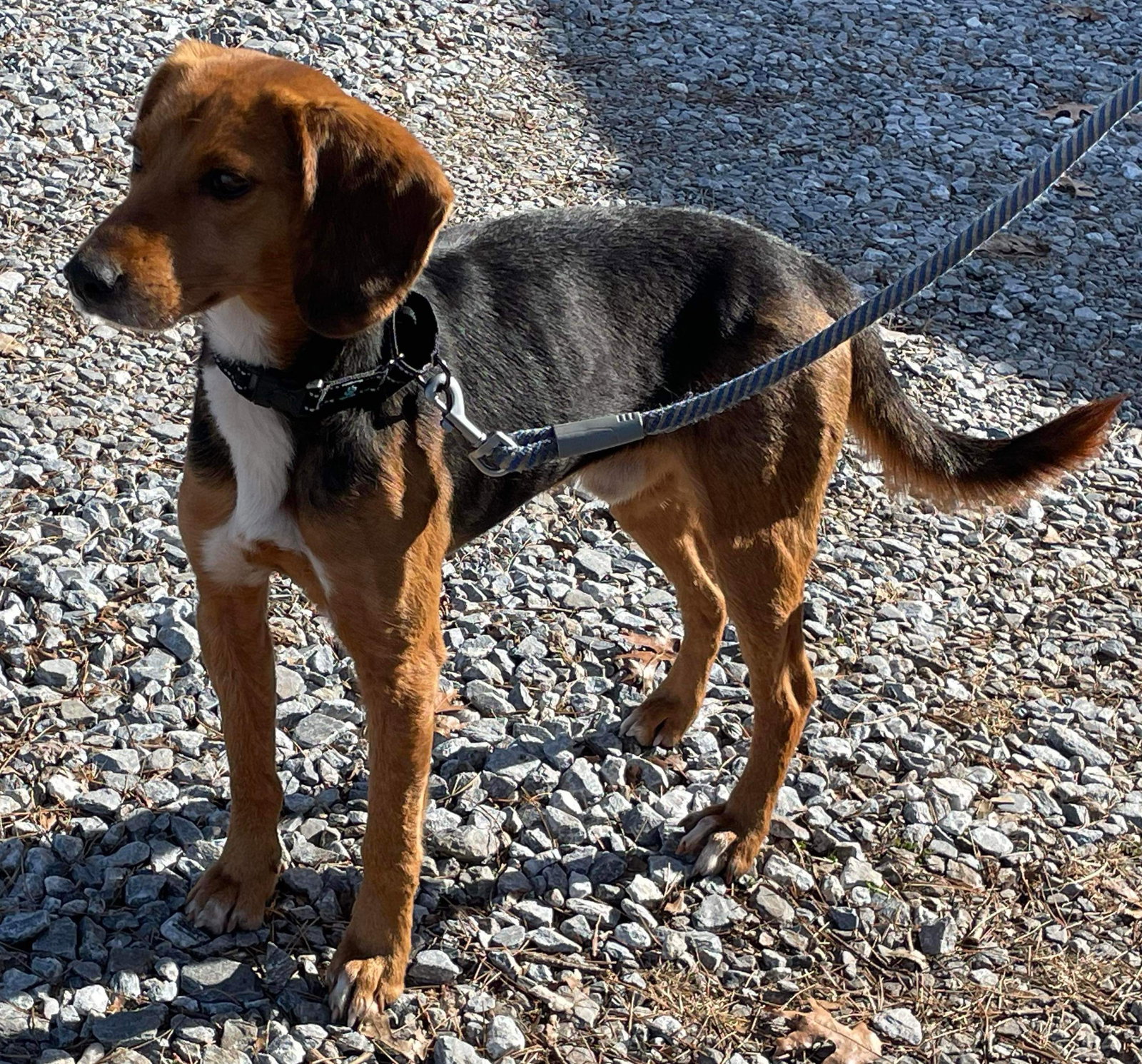 Dog for Adoption - Giblet - At shelter available 1/7, a Hound in ...